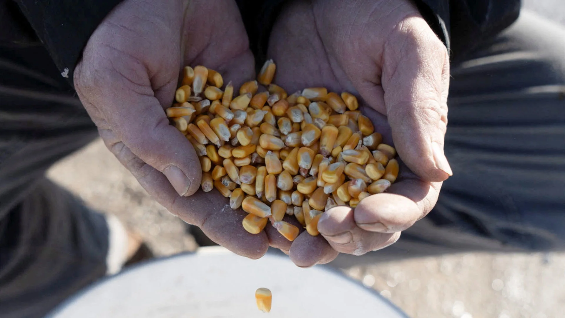 U.S. farmers rush to sell corn as prices surge - Fast Company