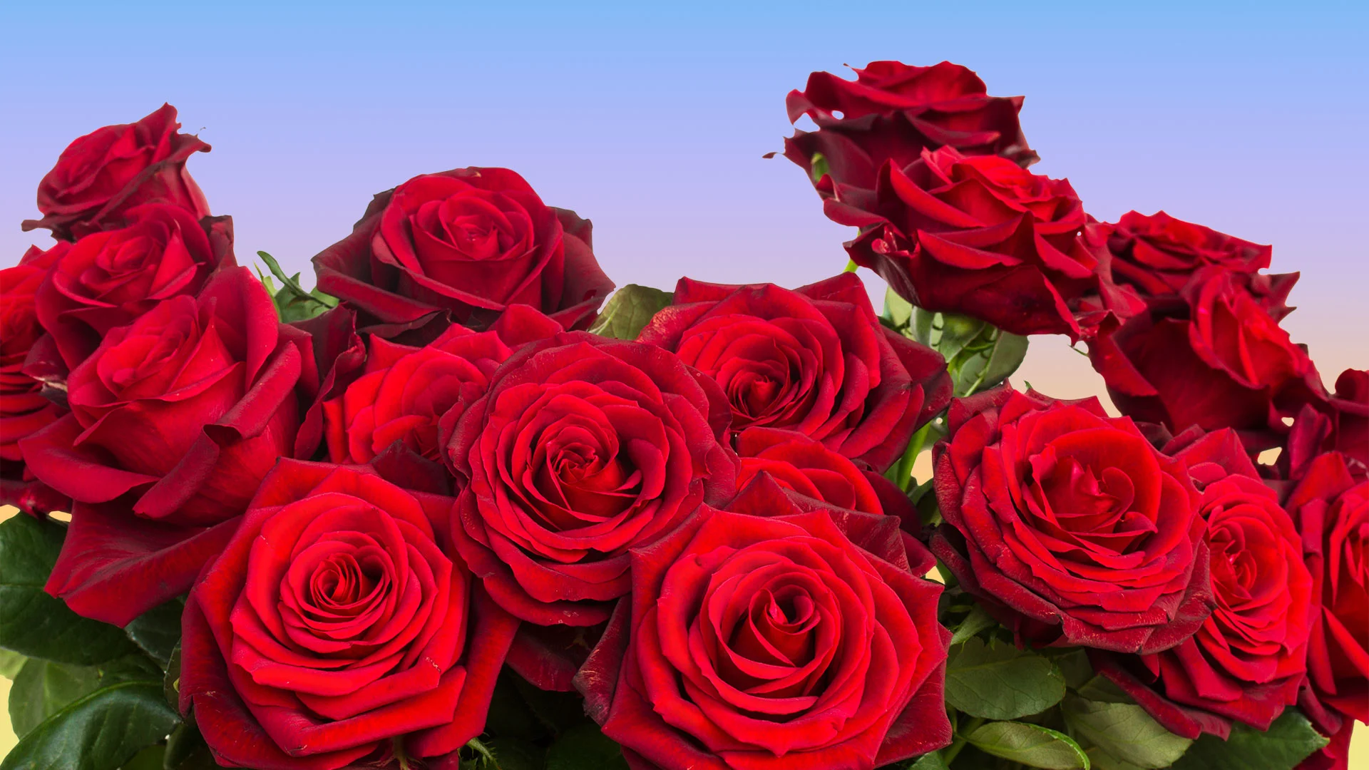 Chocolate shortage, roses for $143: Valentine’s Day inflation hits ...