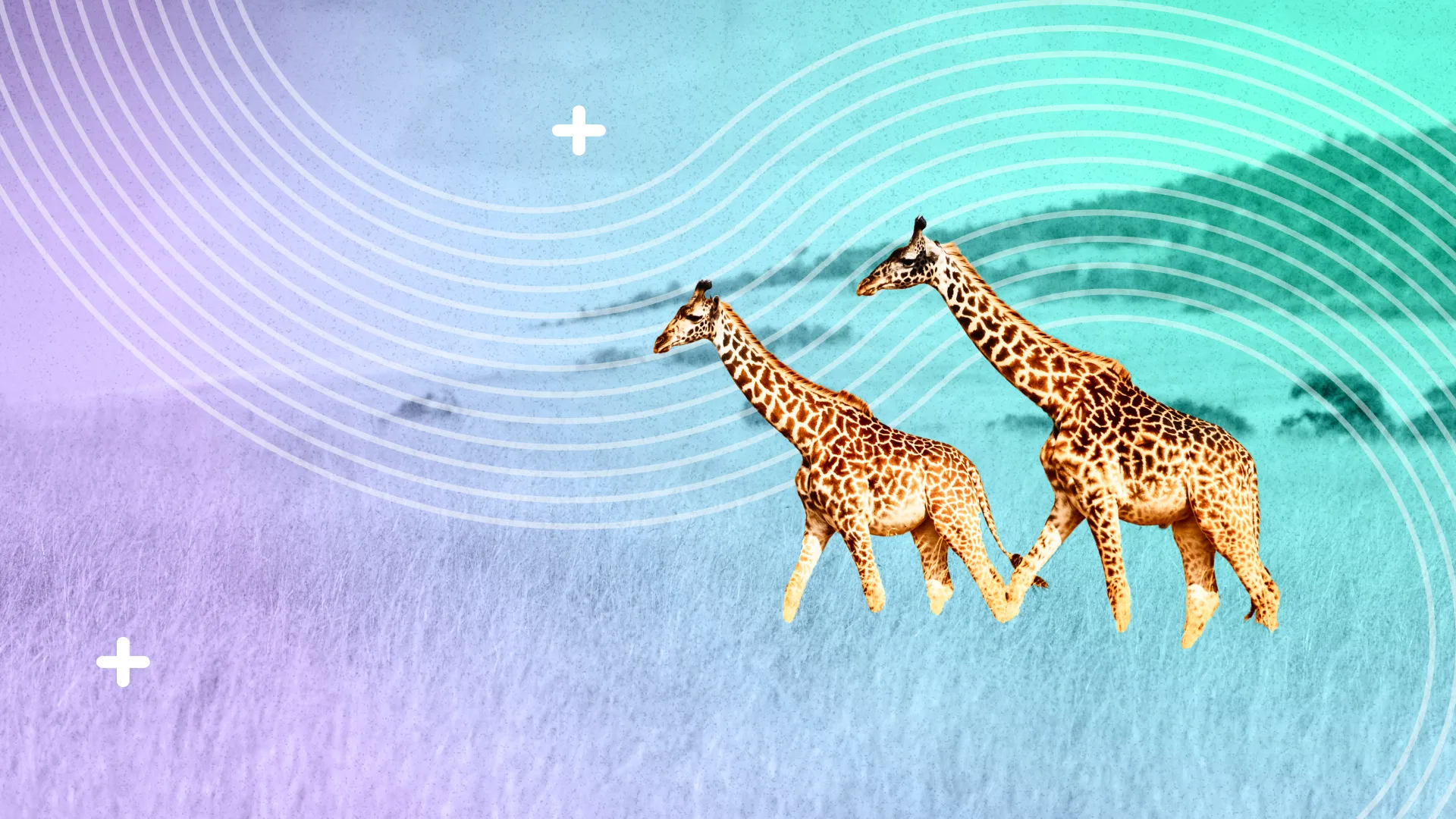 Lead like a giraffe: Embracing vision, heart, and authenticity in business