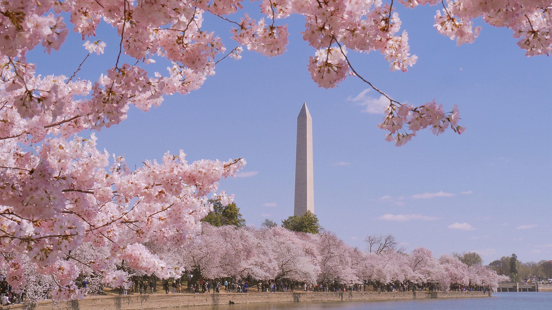 DC cherry blossoms 2025: map, peak bloom dates, history - Fast Company