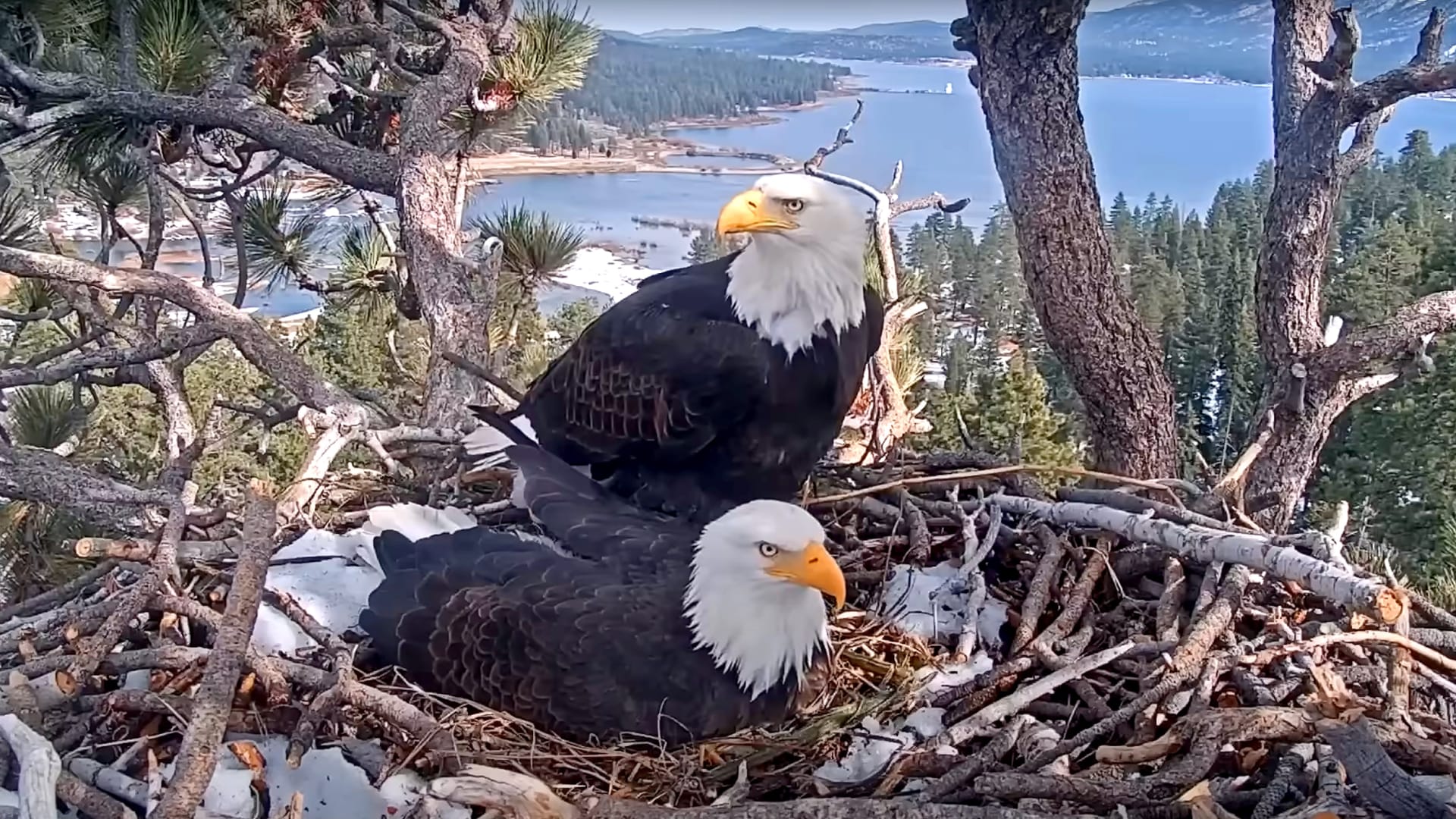 Bald eagle live cam, Big Bear, 3 chicks win over a divisive America - Fast Company
