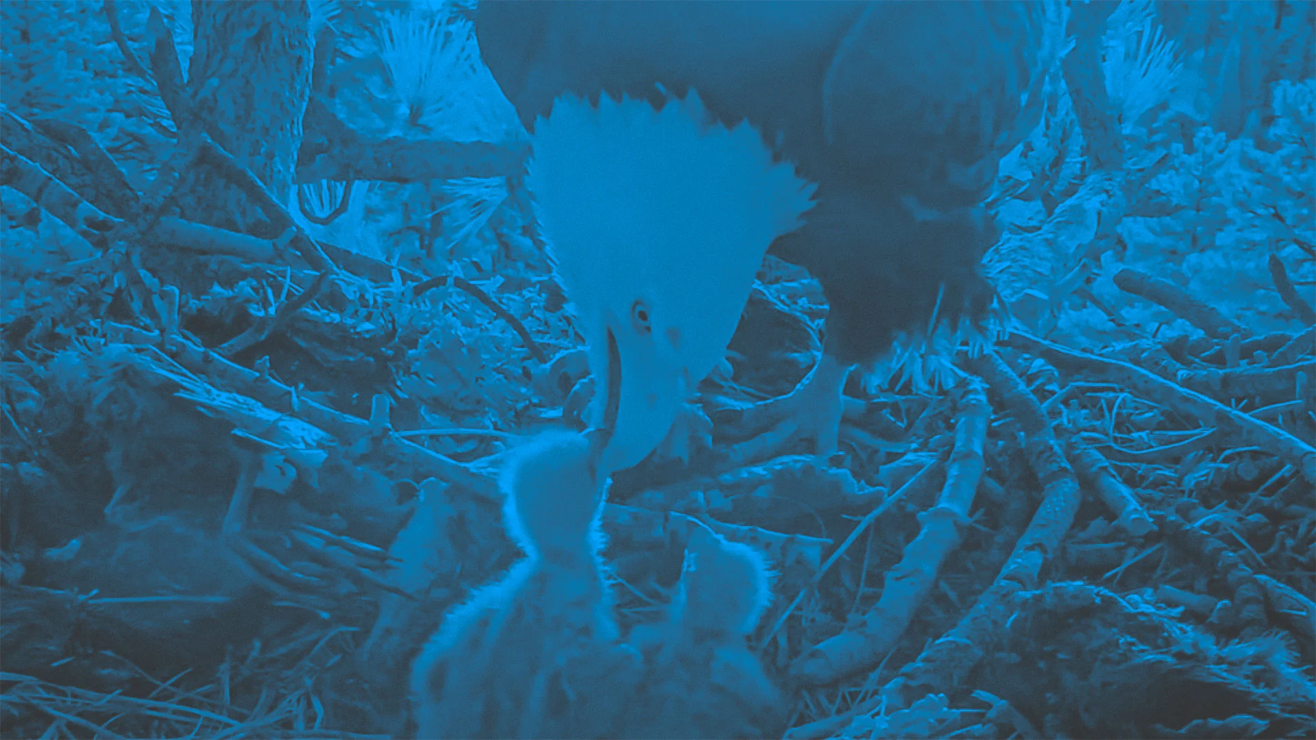 Big Bear bald eagle live cam update: chick naming after tragedy - Fast ...