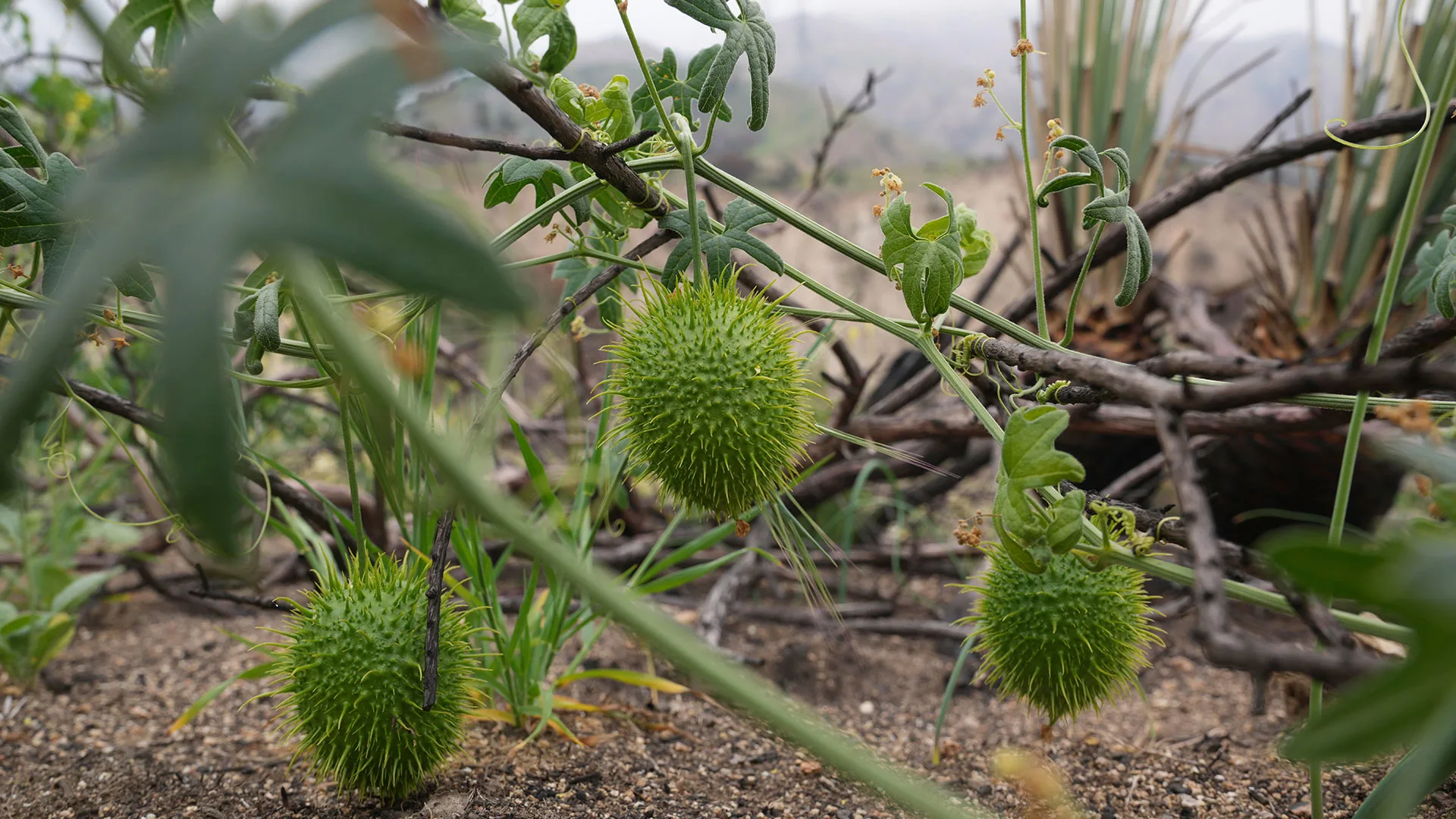 Wildlife returns to Eaton Fire burn area after L.A. wildfires - Fast ...