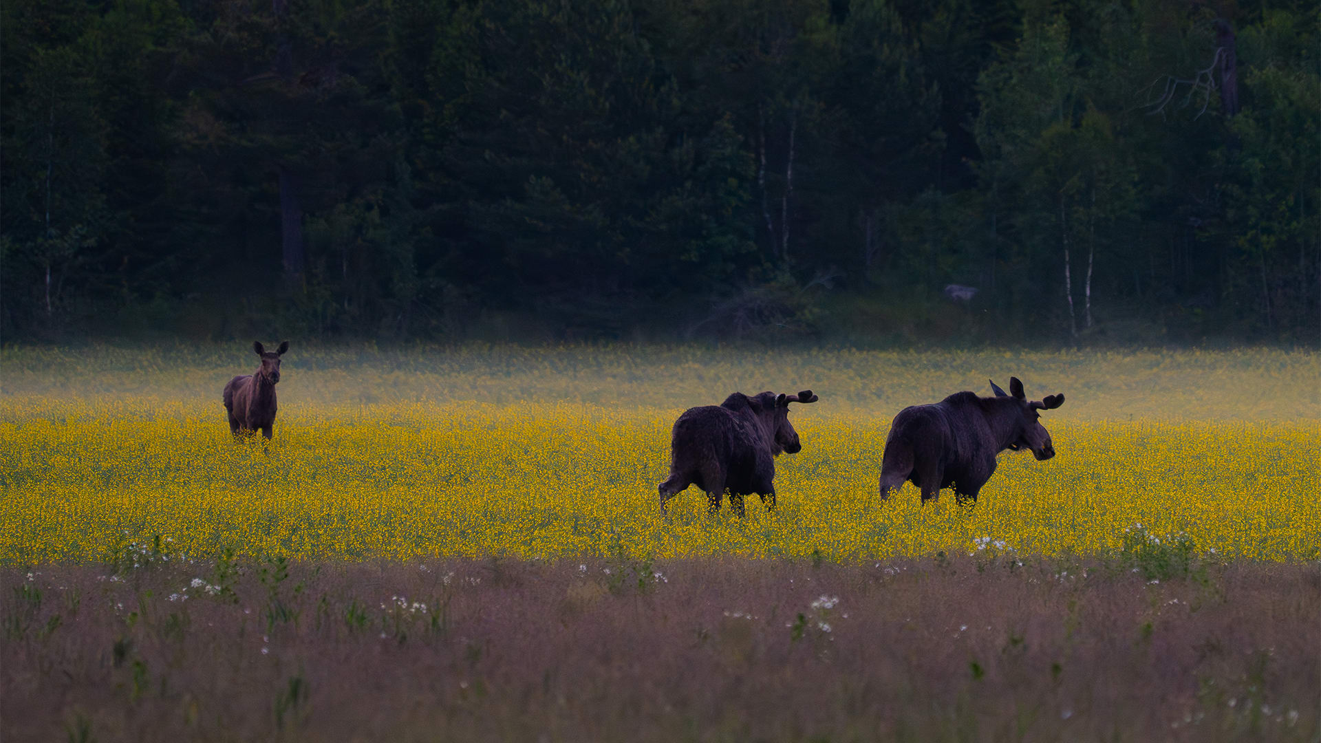 Great Moose Migration Sweden: Millions captivated by zen livestream ...