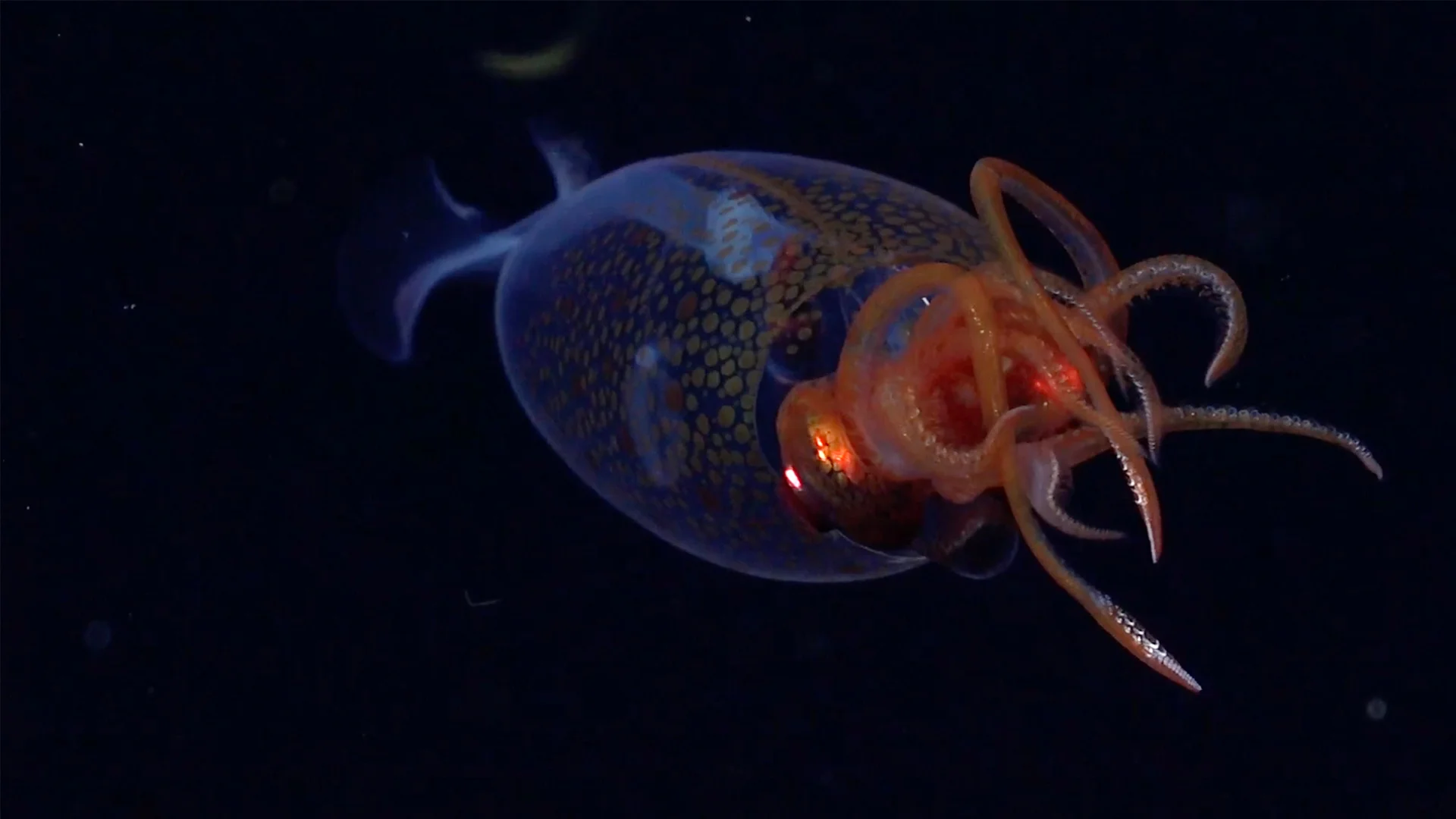 Colossal squid captured on camera for the first time in the deep sea ...
