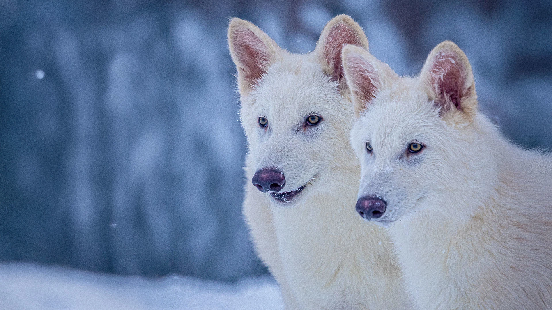 Colossal Biosciences brought back extinct dire wolf? Scientists: It ...