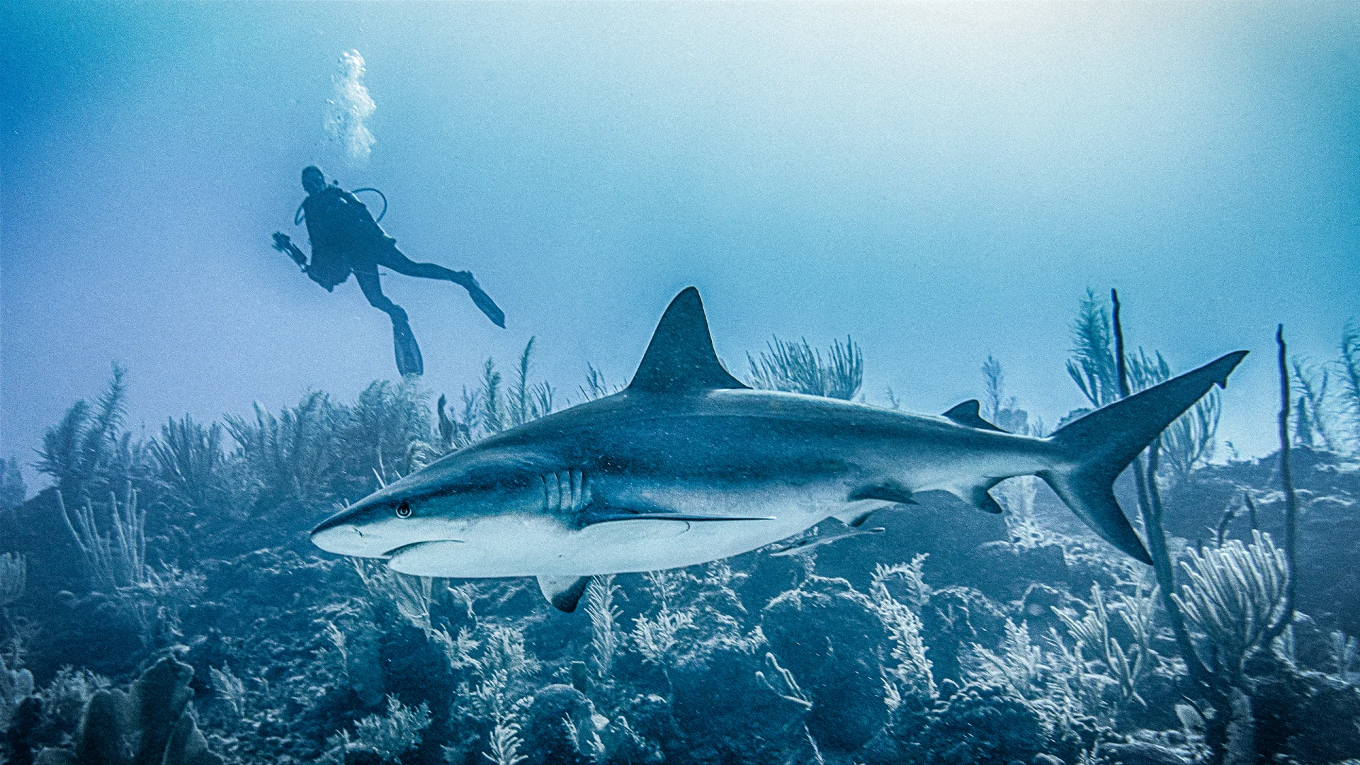 Influencers are being blamed for a rise in shark attacks - Fast Company