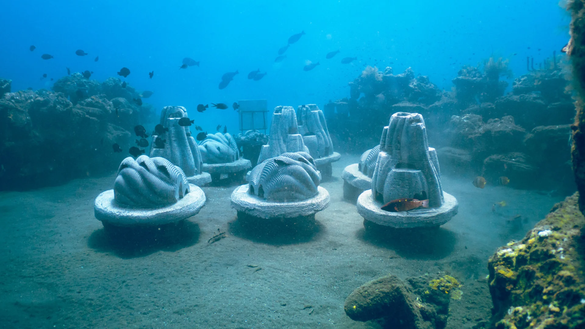 This artificial reef is made of pet ashes. Human ashes are next - Fast ...