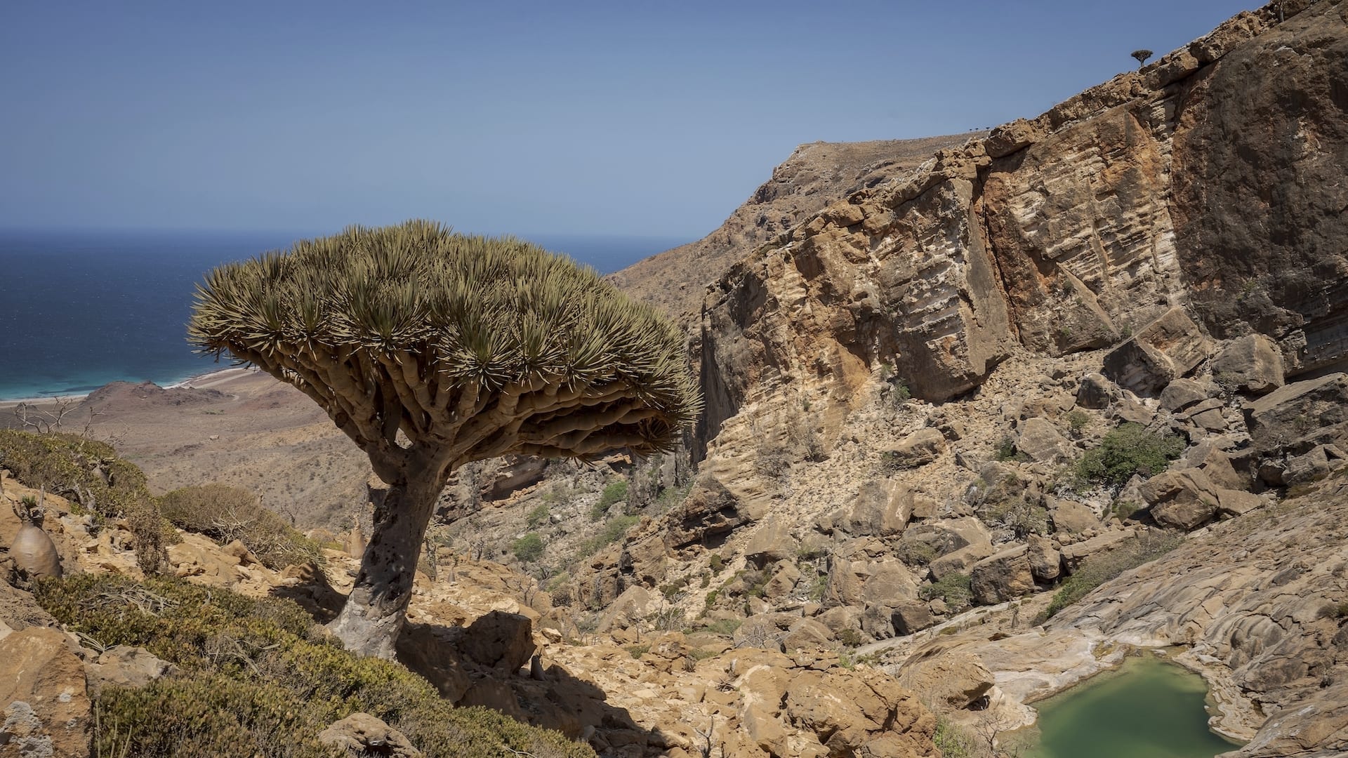 Yemen’s dragon's blood trees threatened by climate change - Fast Company