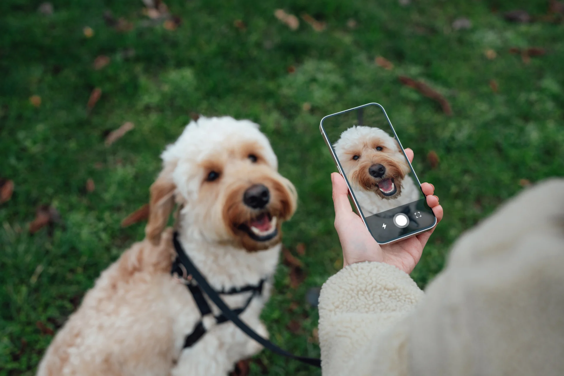 Mars puts pet health in your hands with the snap of a photo and ...