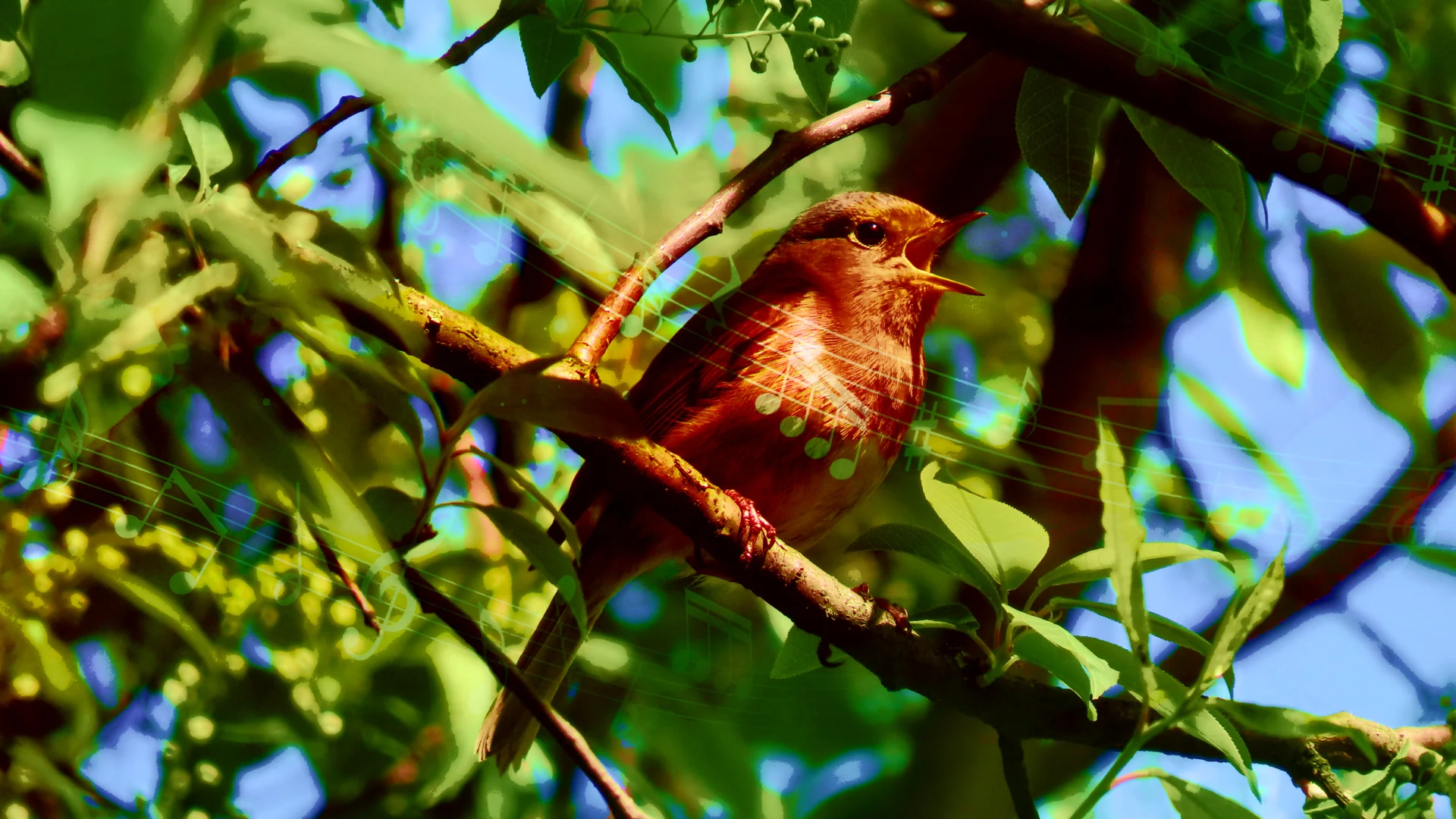 This free app is like Shazam for bird calls - Fast Company