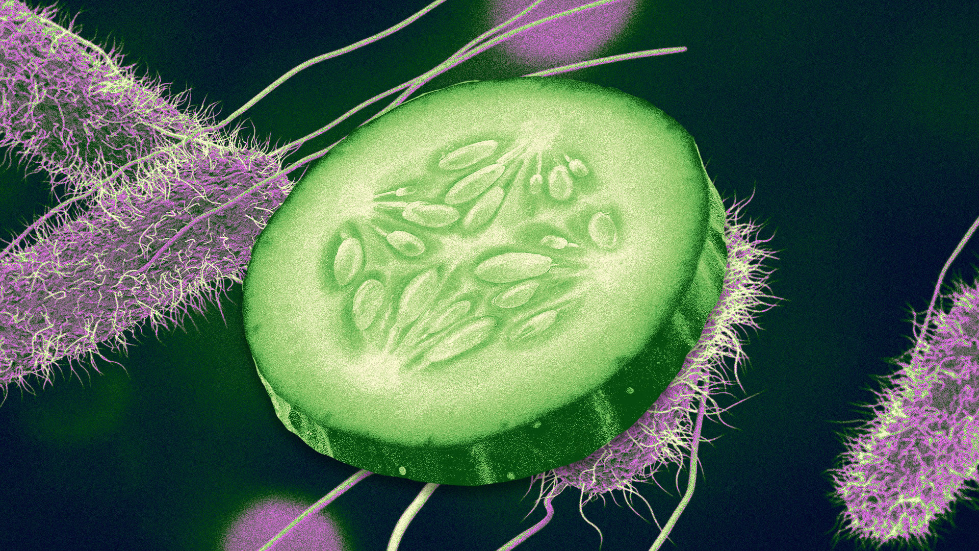 Salmonella outbreak: cucumbers recalled from stores, restaurants - Fast ... Salmonella outbreak: cucumbers recalled from stores, restaurants - Fast ...