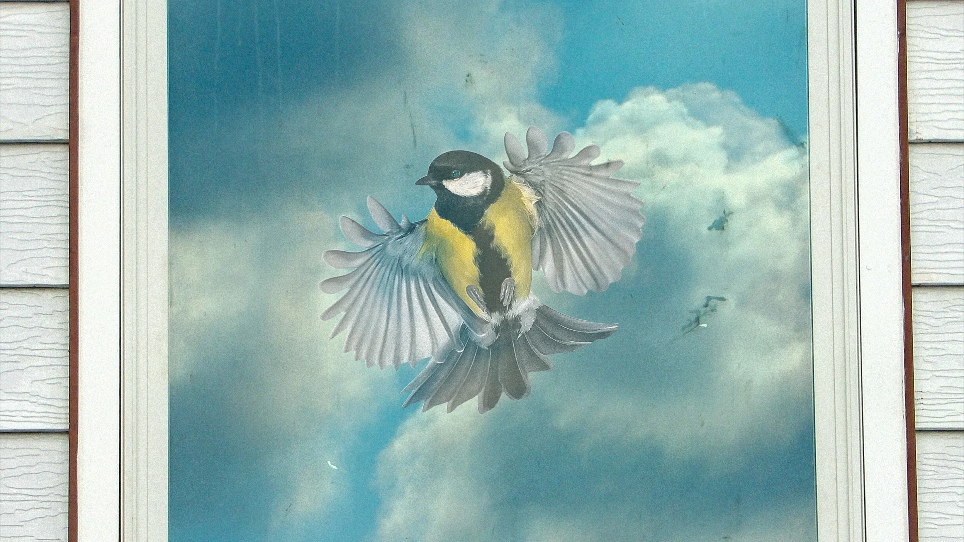 Windows are the leading human cause of bird deaths. Here's how to help ...