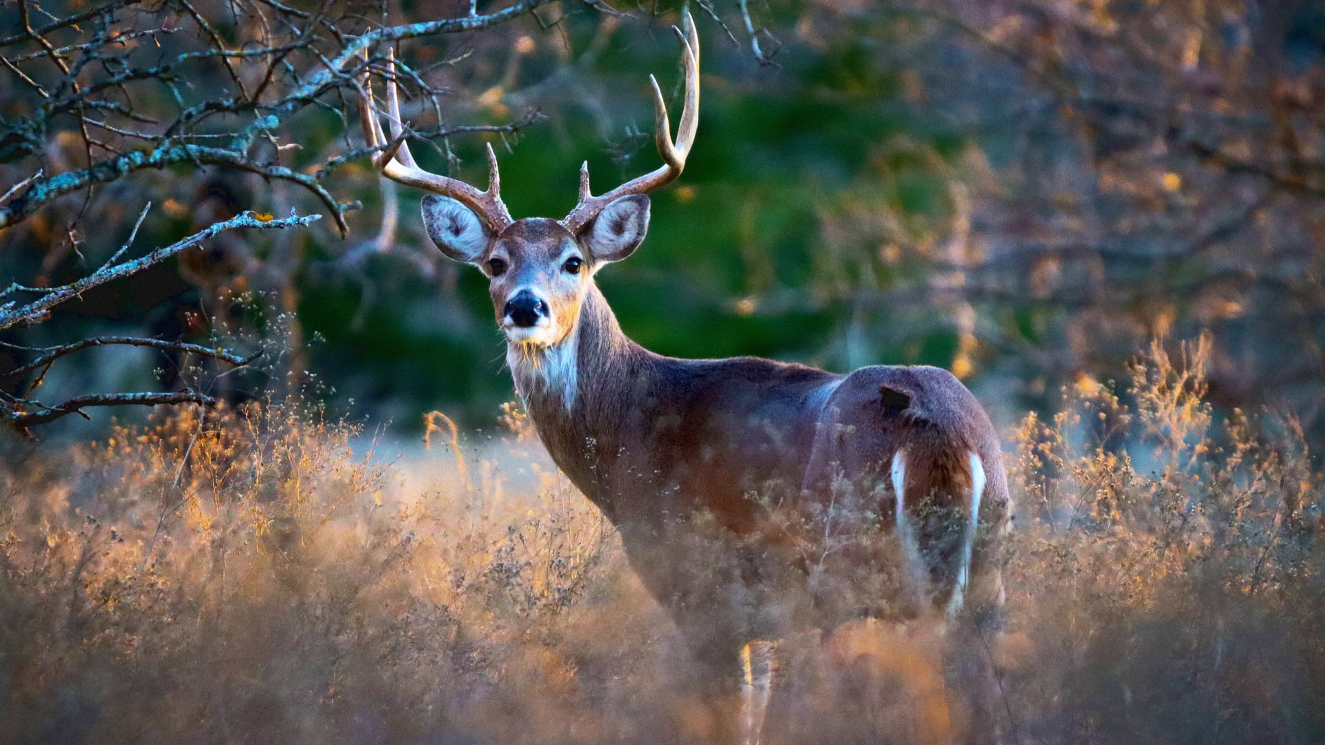 How white-tailed deer came back from the brink of extinction - Fast Company
