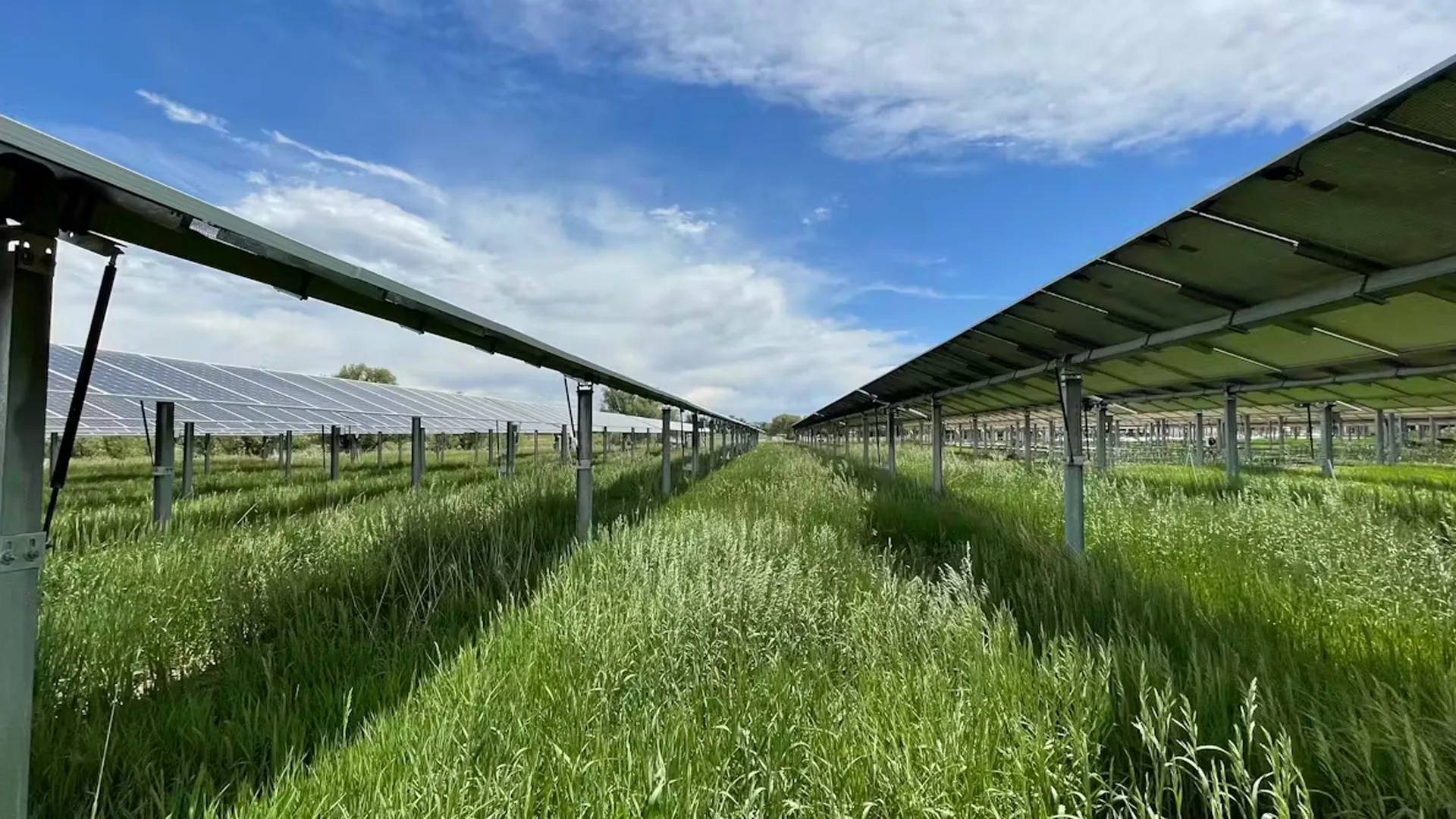 How solar panels help grasslands grow better during a drought - Fast ...