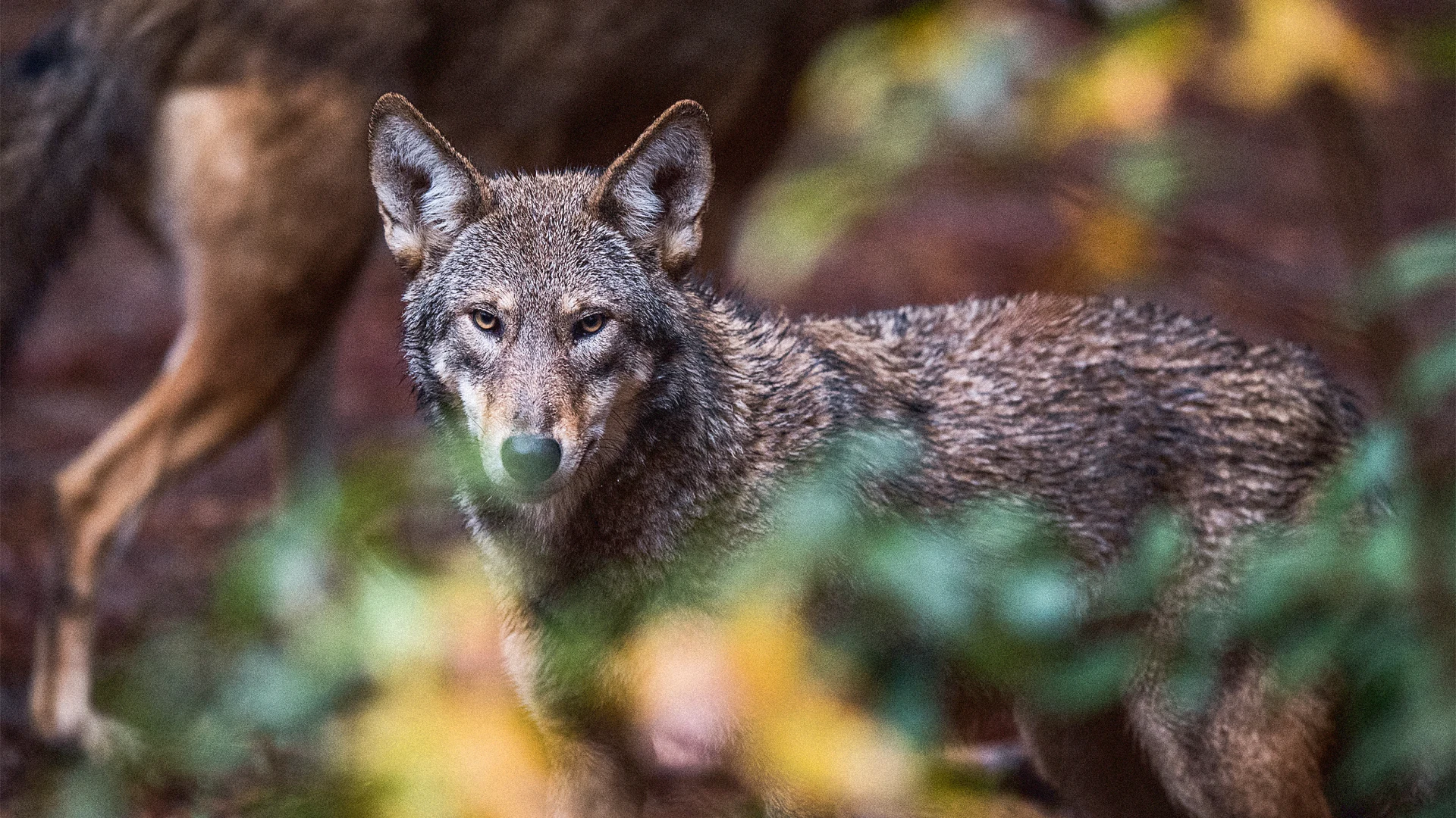 Is ‘de-extinction’ here? How gene editing can help endangered species ...