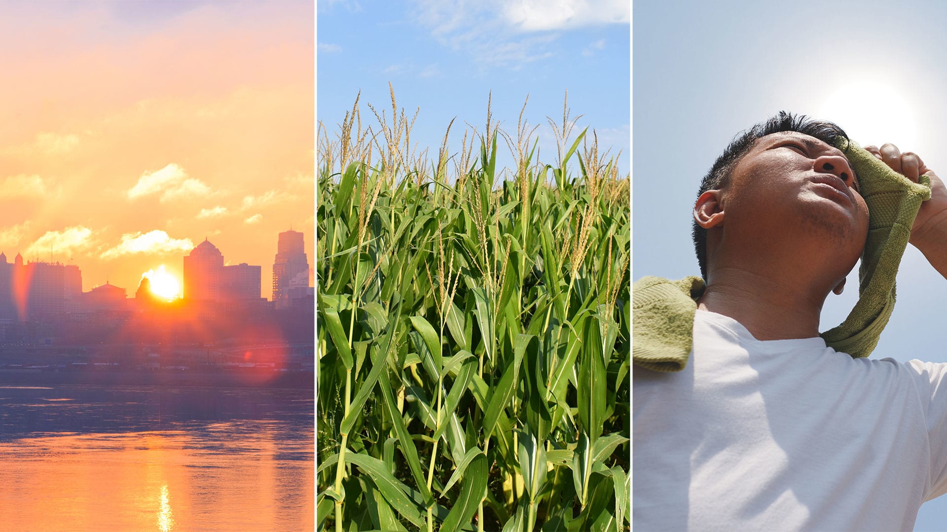 Why 'corn sweat' will make this week’s heat wave even worse- Fast Company
