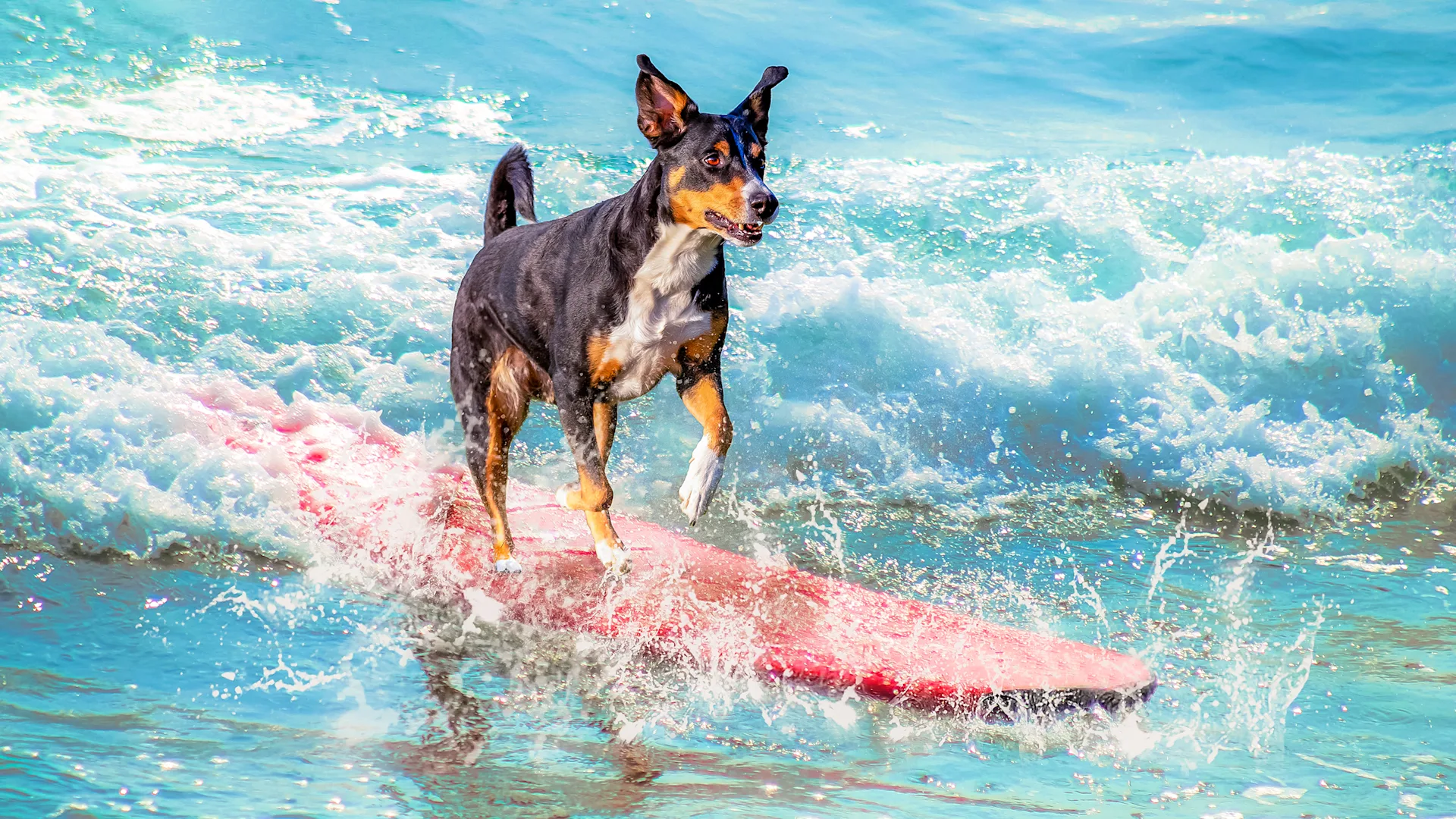Forget 'Shark Week': ESPN2 has a dog-surfing competition, and you can ...