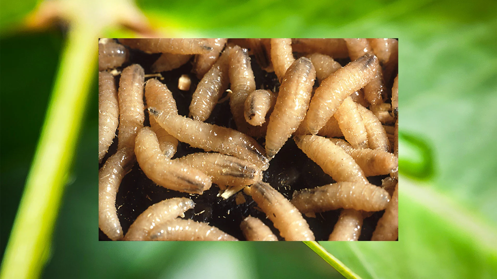 What is a New World screwworm? Flesh-eating maggot back in US - Fast ...