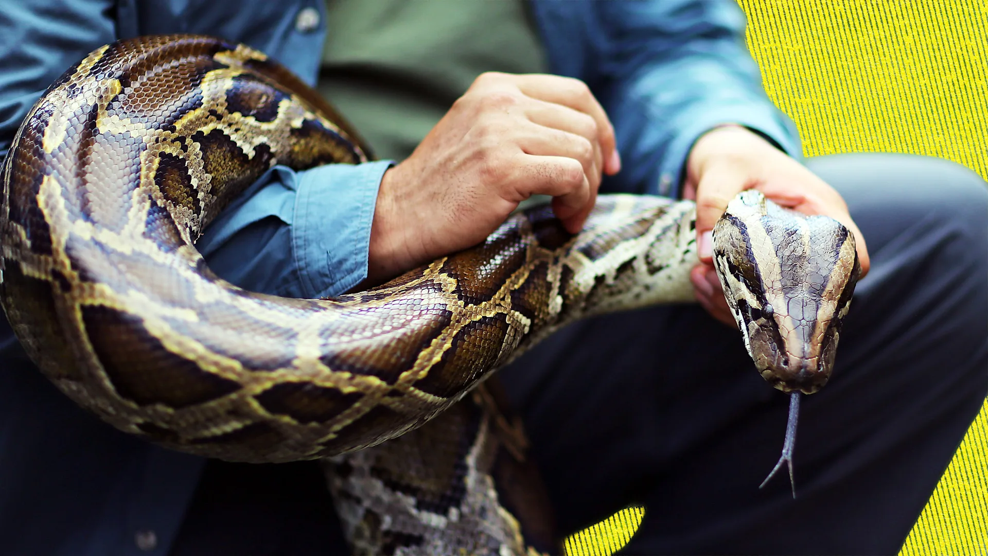 How robot rabbits are saving the Everglades - Fast Company