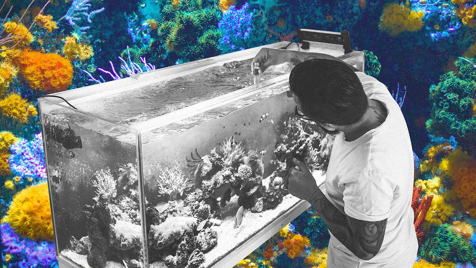 Have an aquarium at home? You can help scientists discover how to save ...