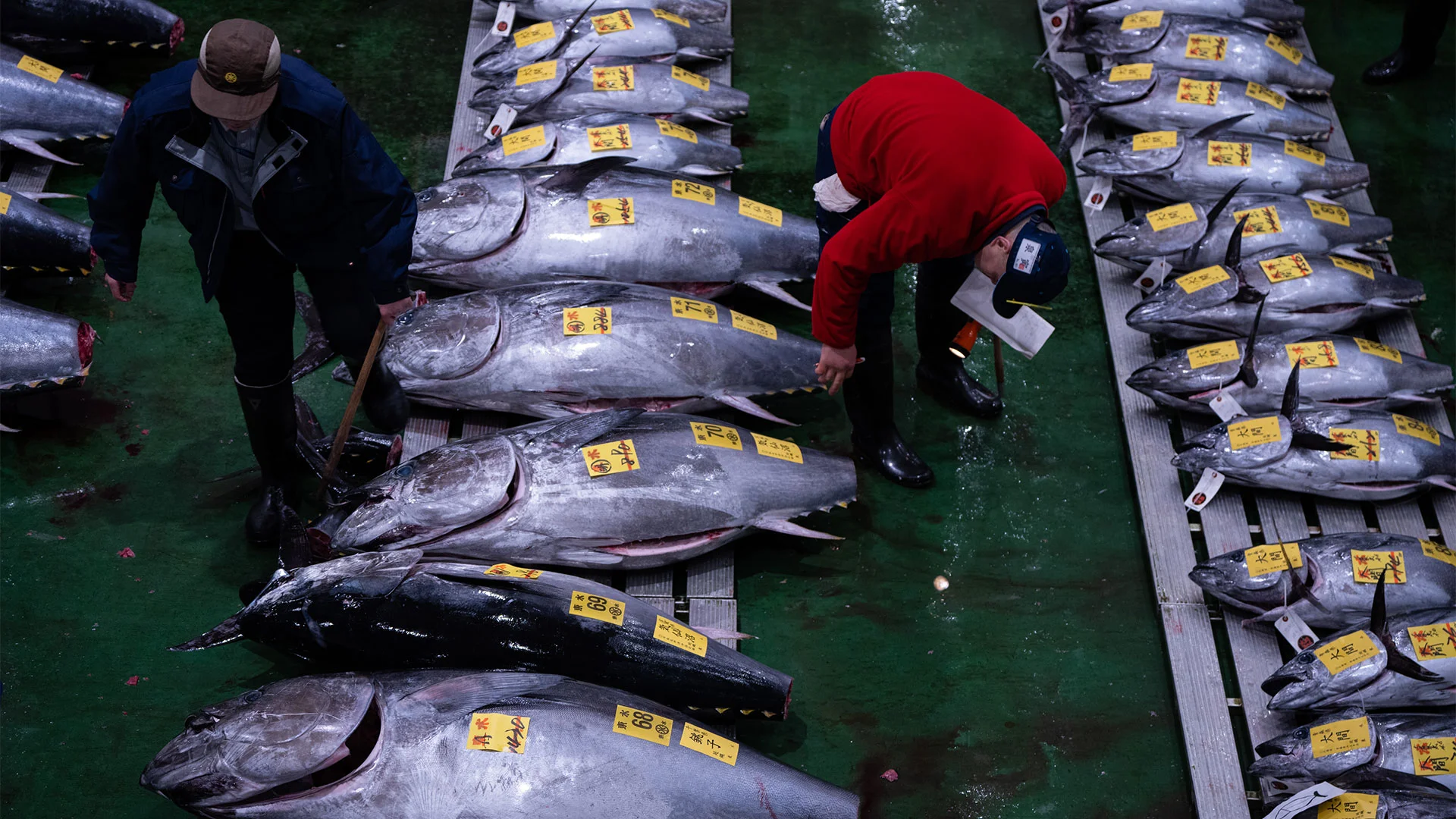 Bluefin tuna sells for record $3.2 million at Tokyo auction - Fast Company
