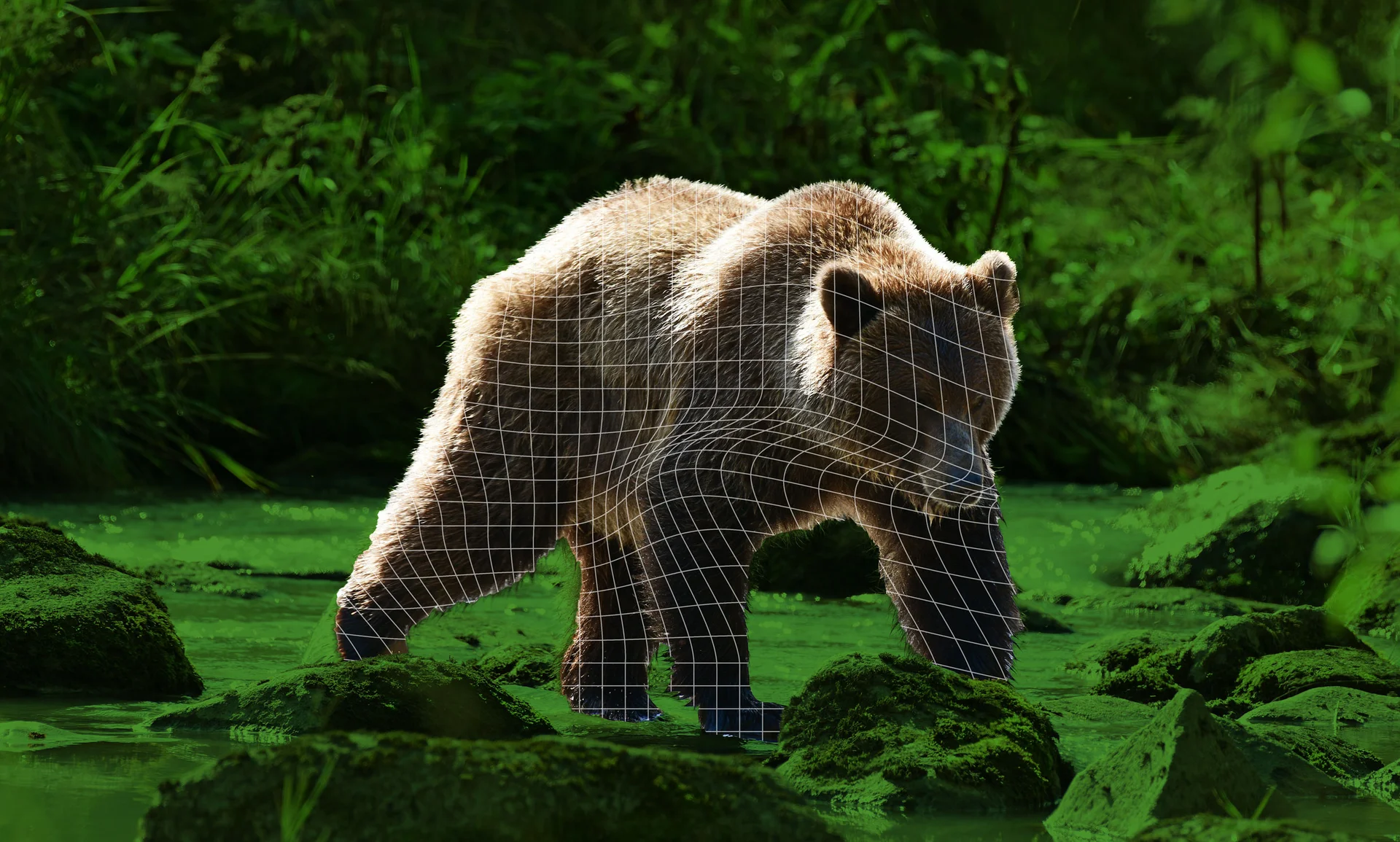 wildlife - Fast Company