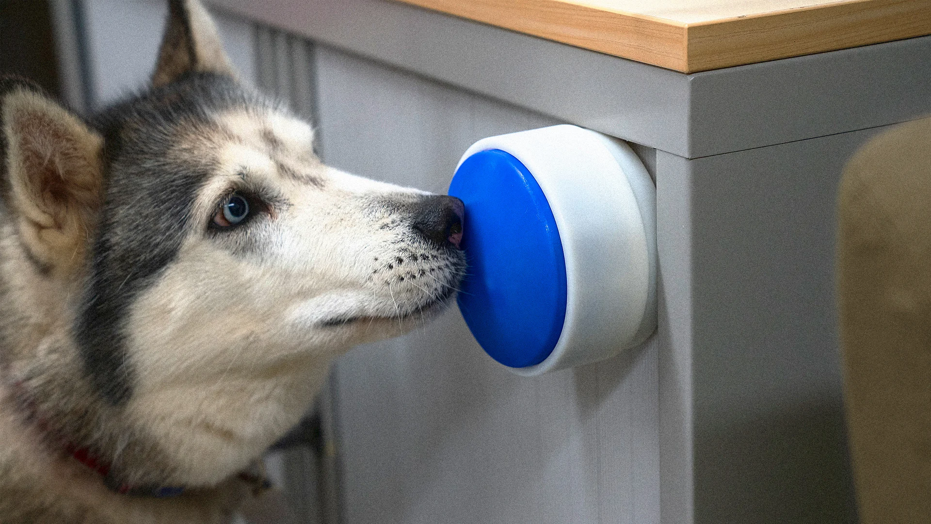 This clever button lets service dogs turn on appliances by themselves ...