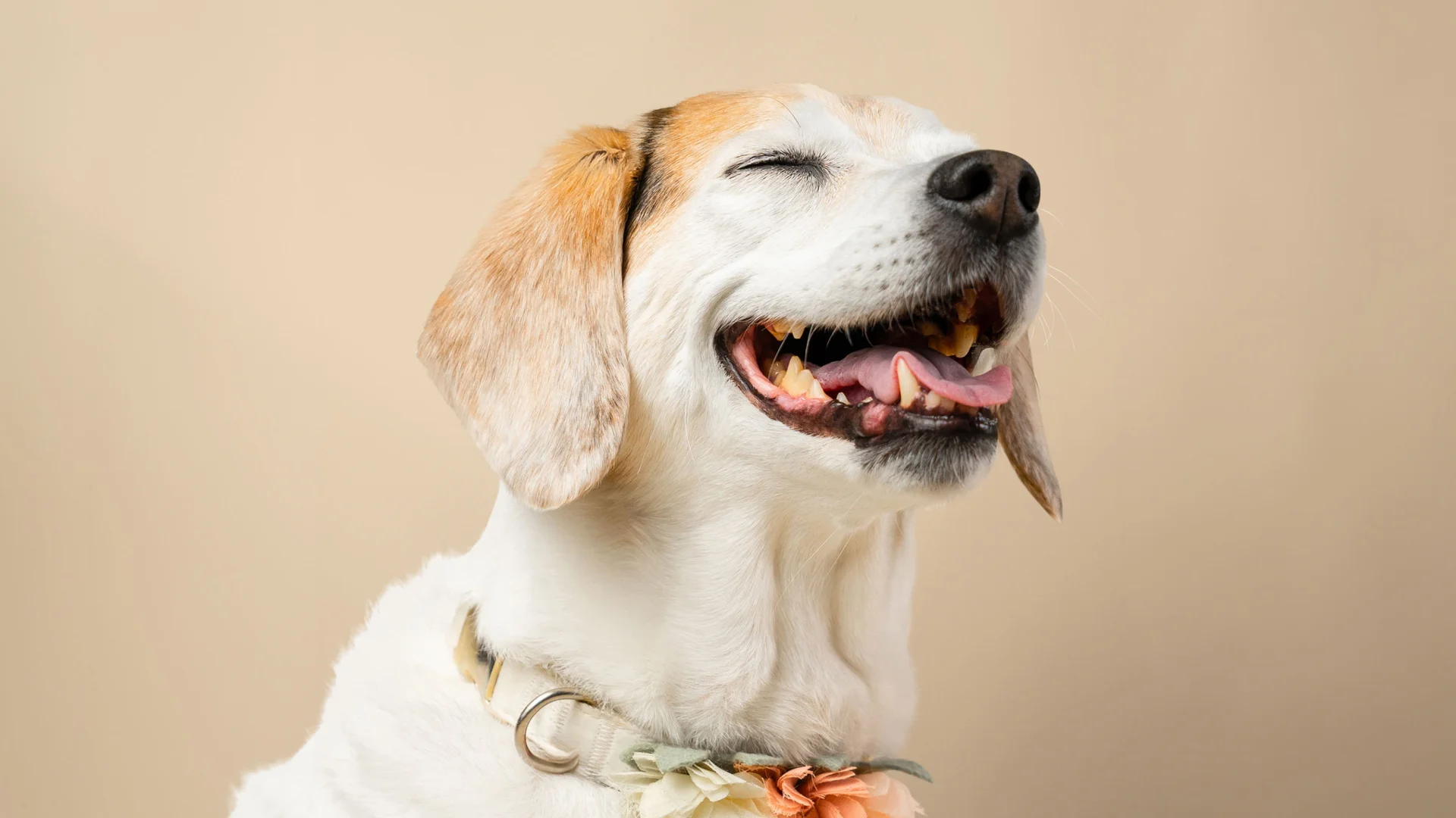 This startup raised $250 million to help dogs live longer - Fast Company
