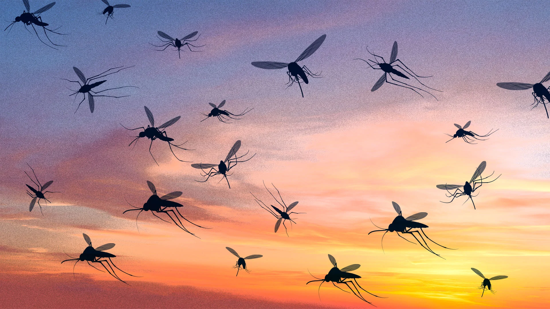 Why Google releasing 32 million mosquitoes in California and Florida ...