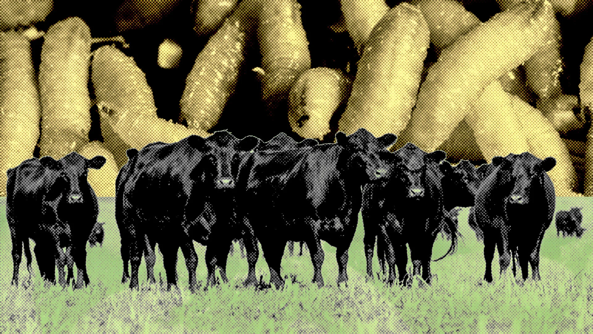 Screwworm Texas update: Threat to cattle, beef prices, or humans ...