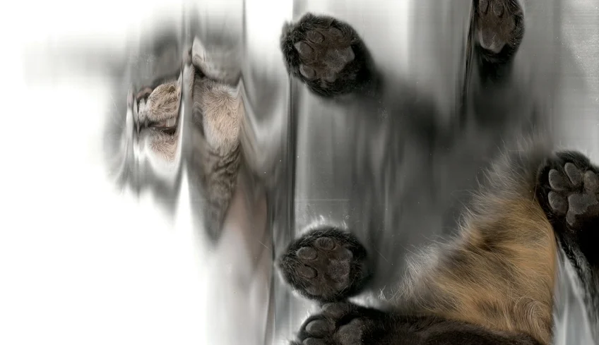 Here's Some Amazing Images Of Cats On Scanners - Fast Company