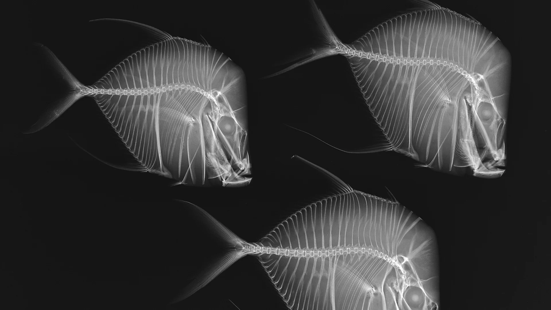 Look At These X-Rays Of Creepy Underwater Creatures - Fast Company