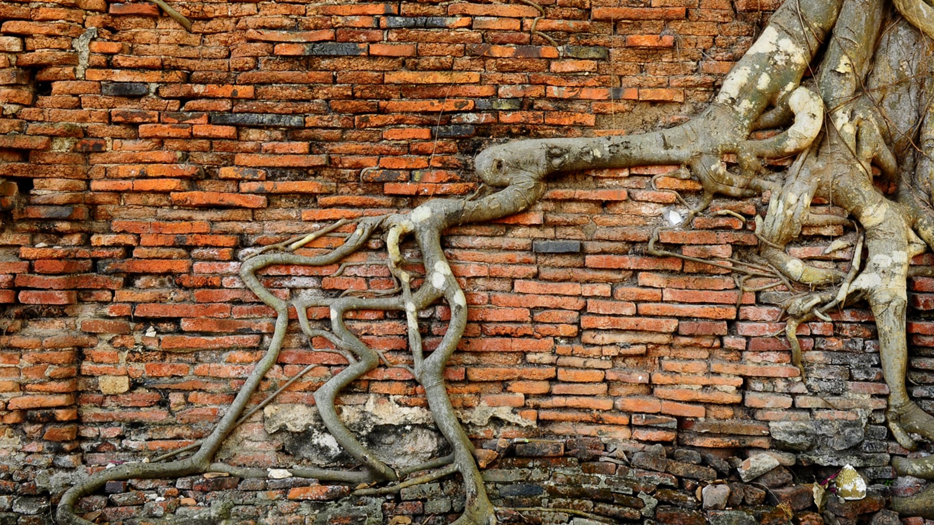 deeproot - Fast Company