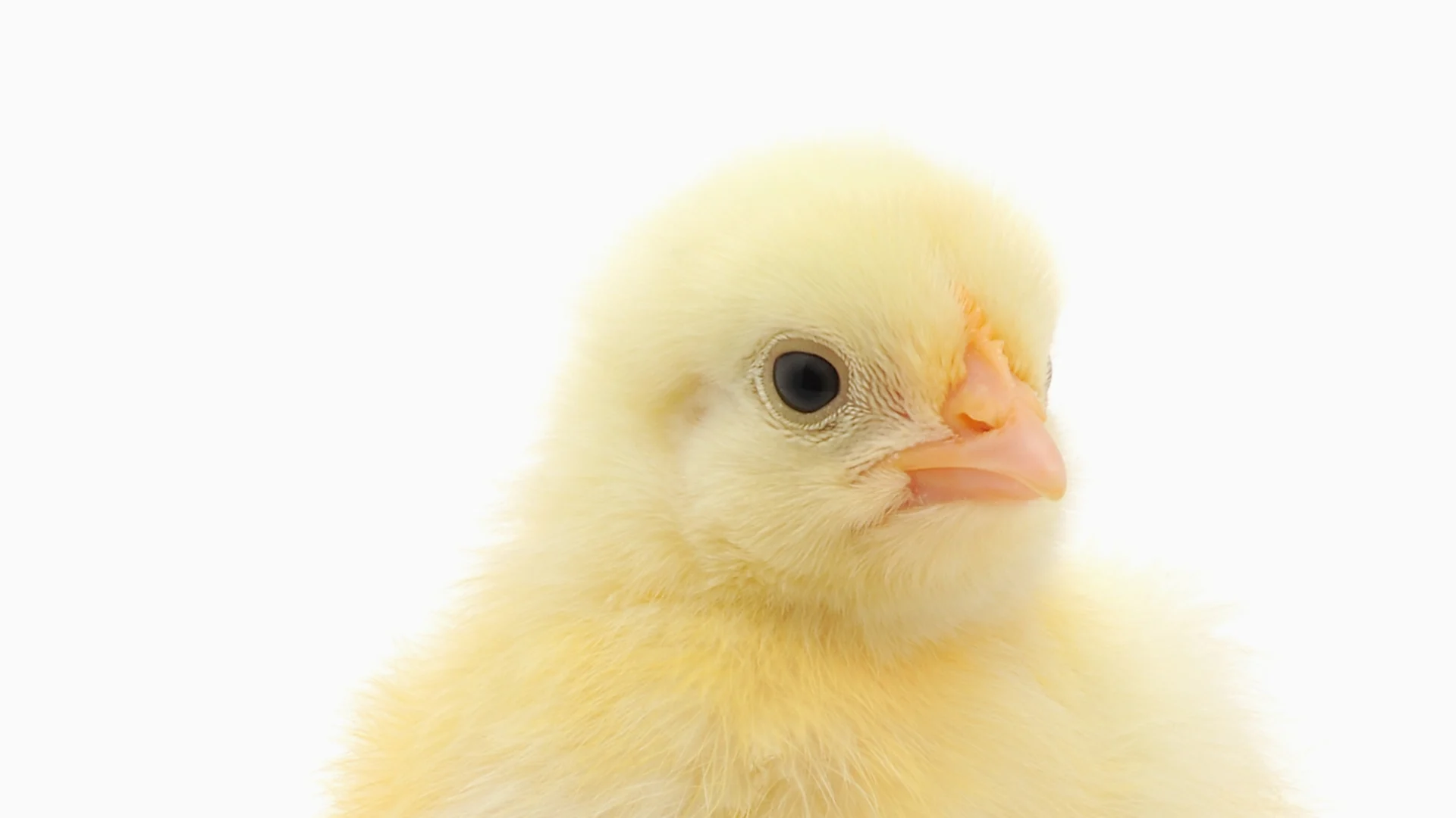 Chirp - Fast Company