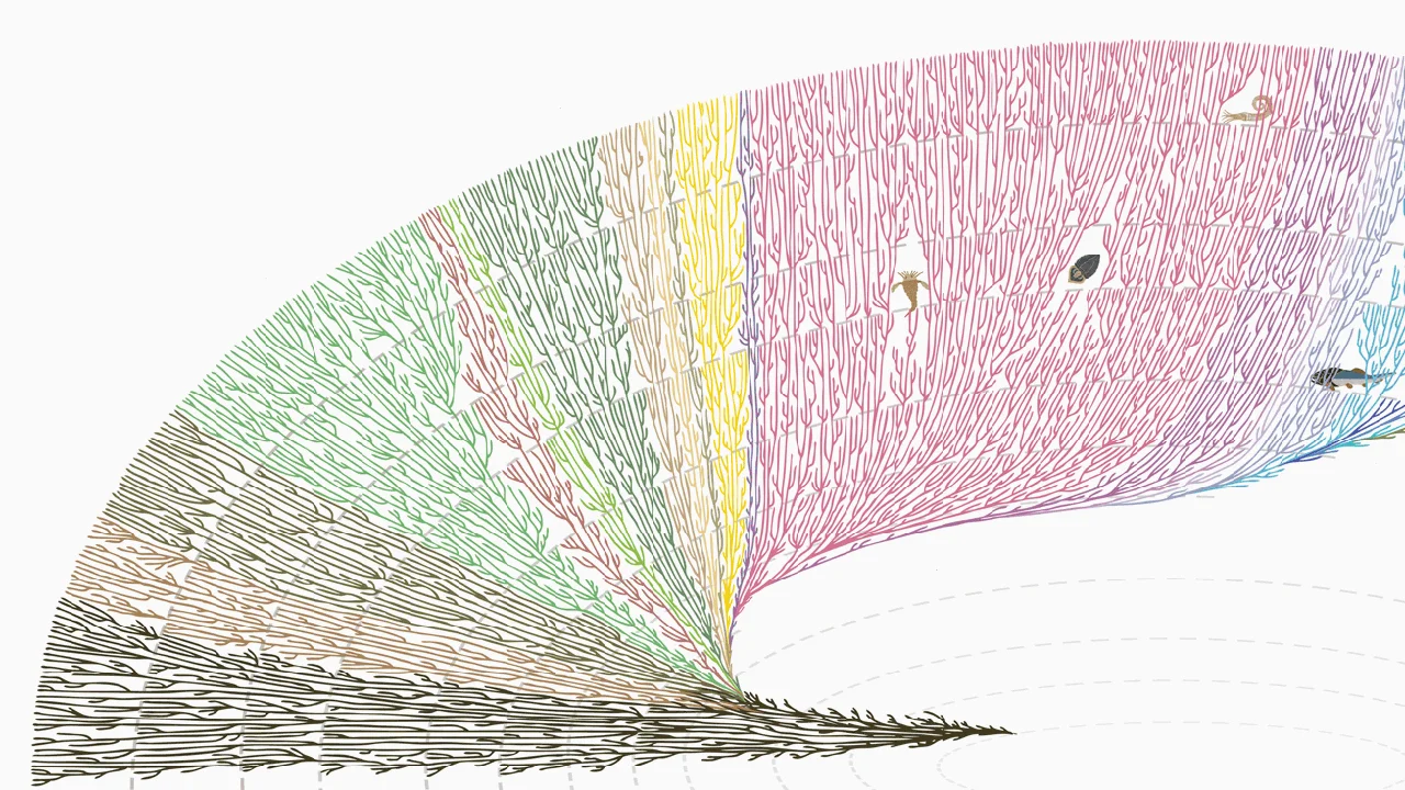 Infographic: Humans Are Just A Twig On The Tree Of Life - Fast Company