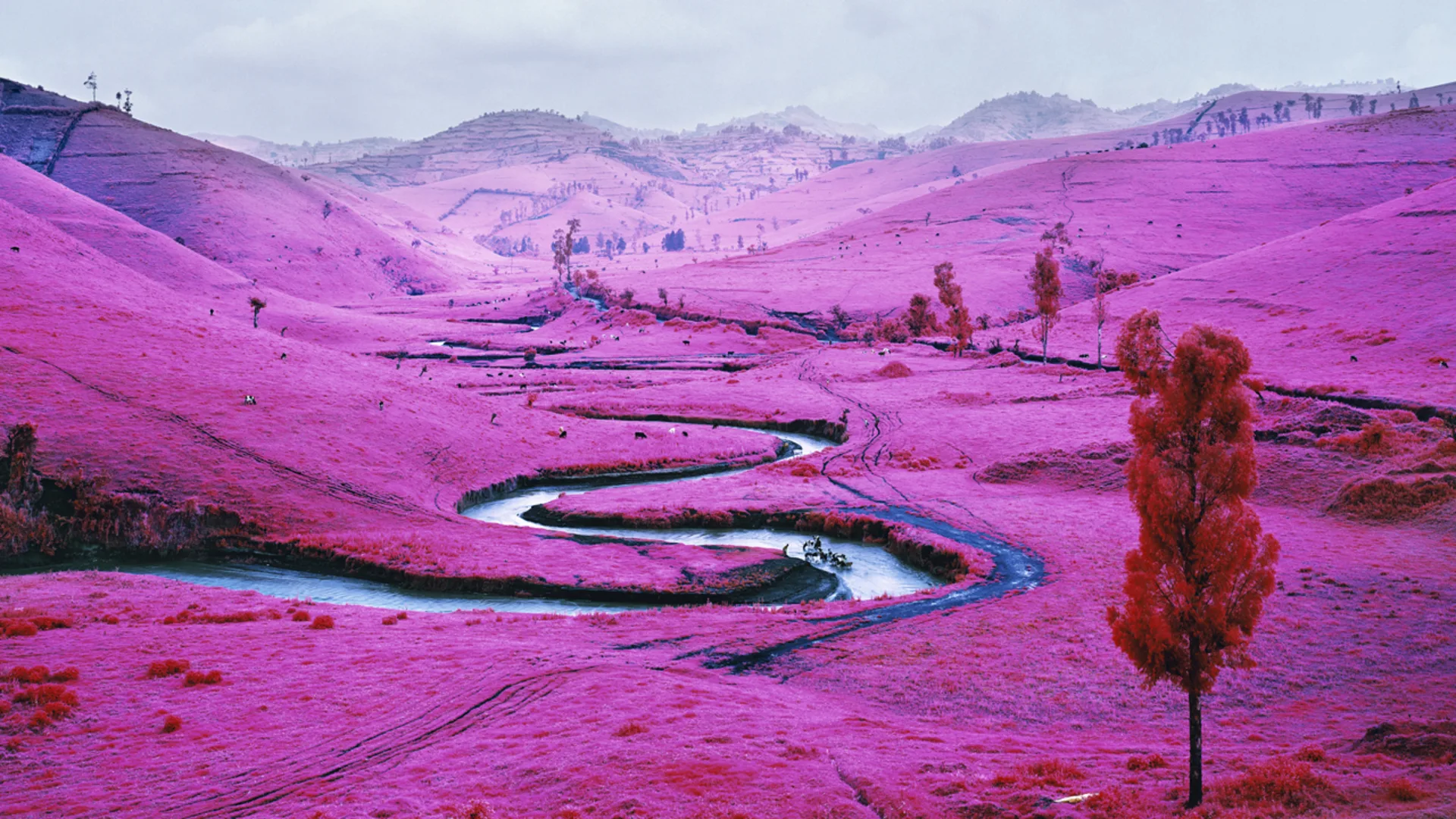 richard mosse infrared congo