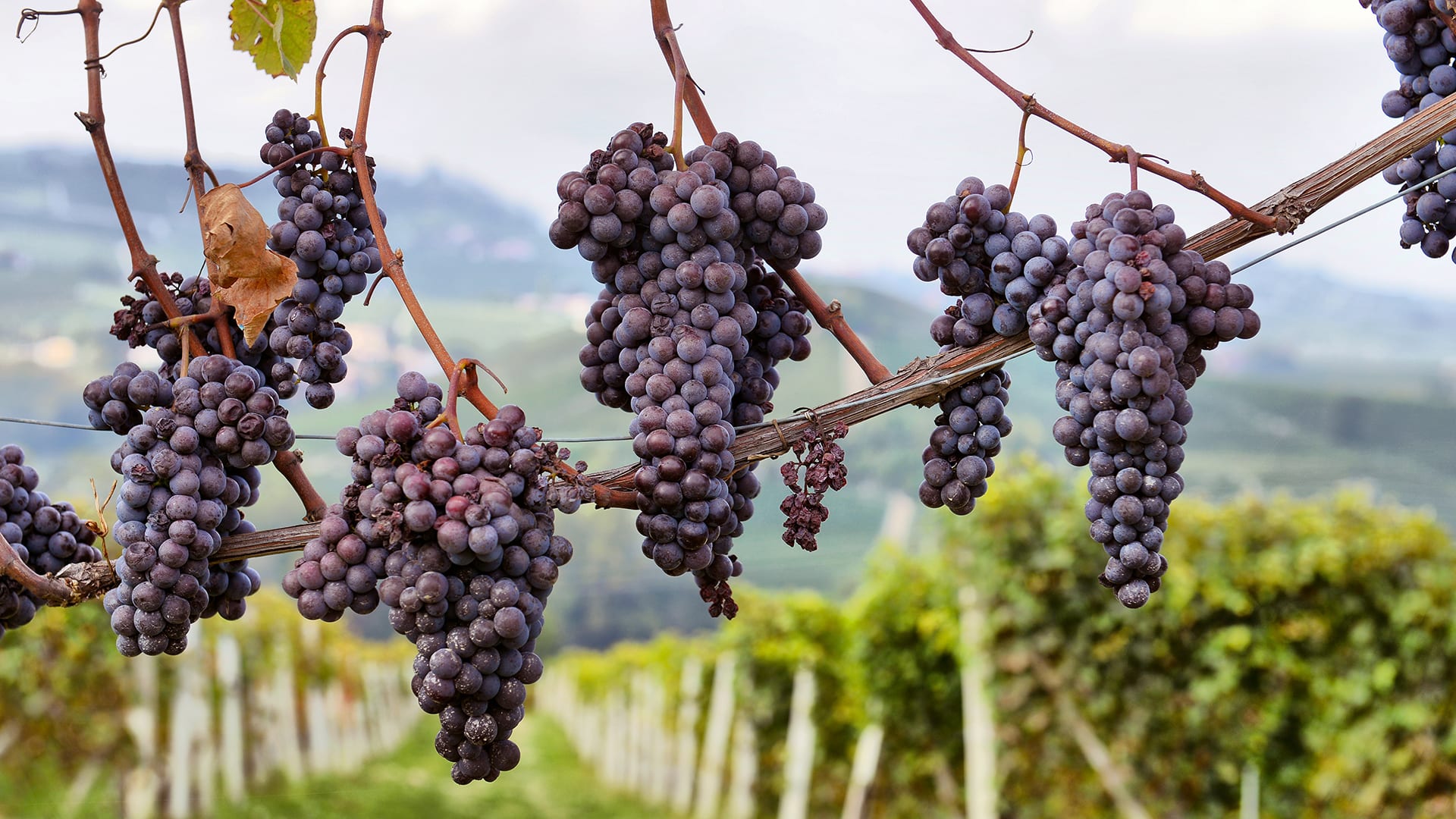 Maps Of Napa And Sonoma, For Design-Minded Wine Snobs - Fast Company