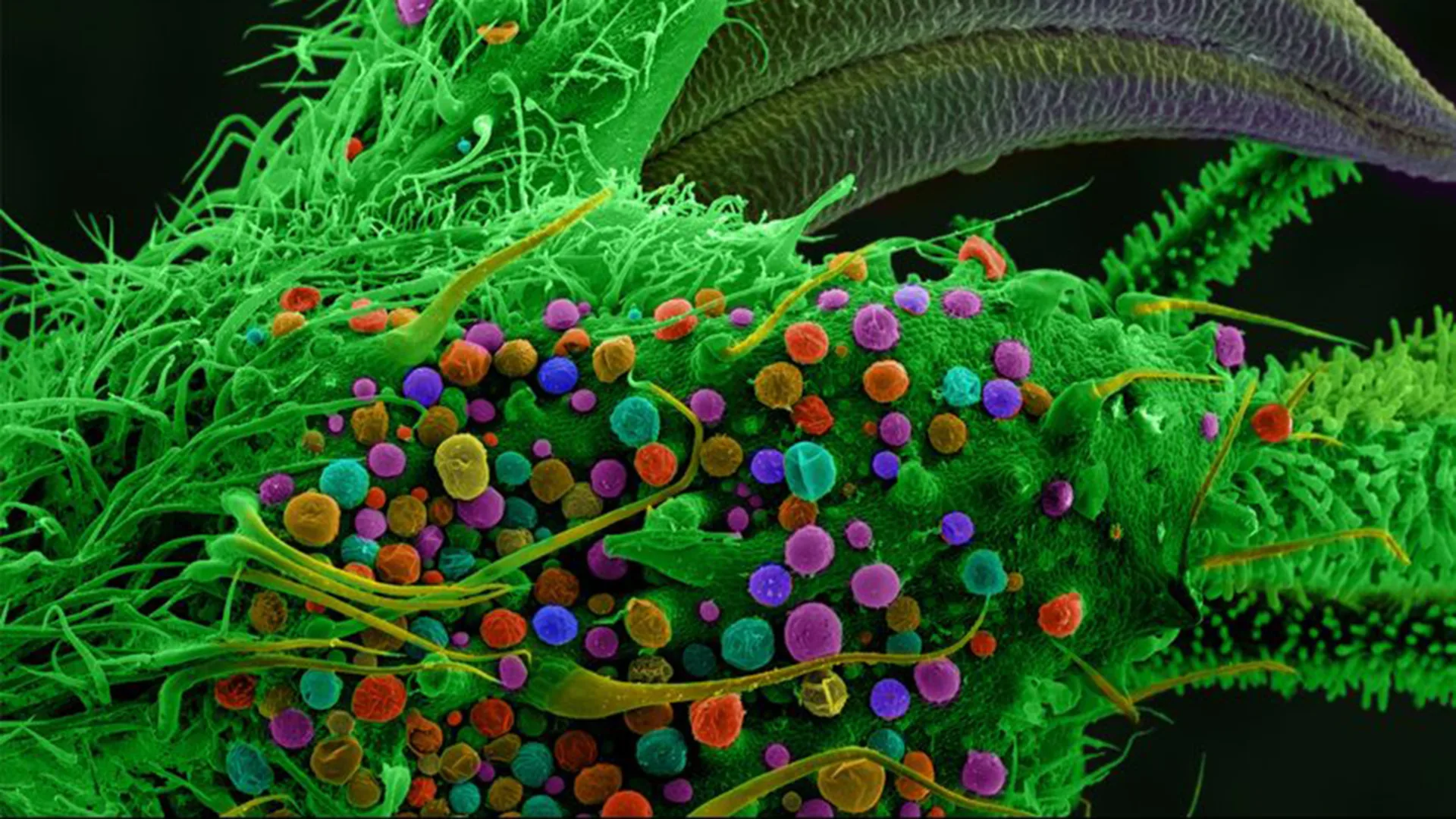 Pot Looks Psychedelic Under The Microscope, Dude - Fast Company