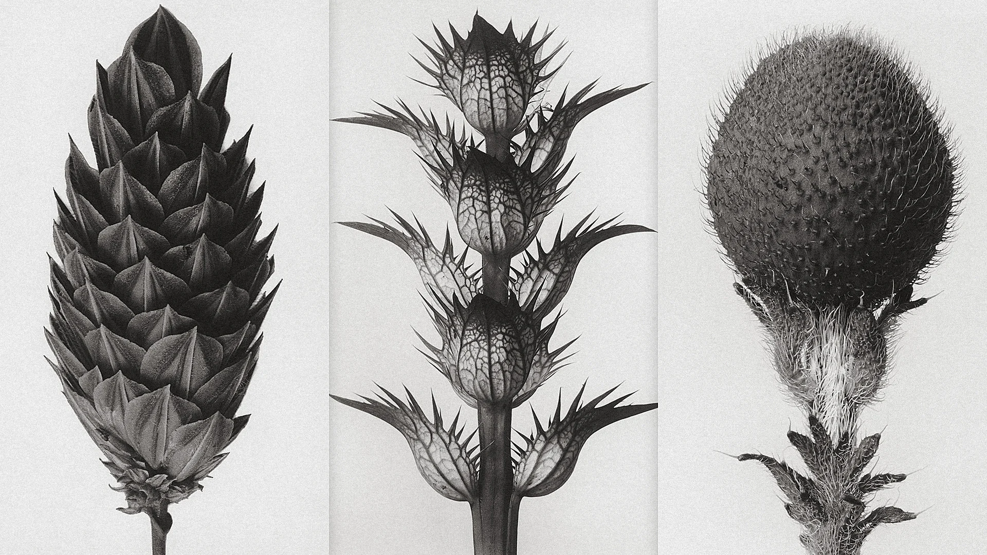 The Architectural Beauty Of Early 20th-Century Botanical Photographs ...