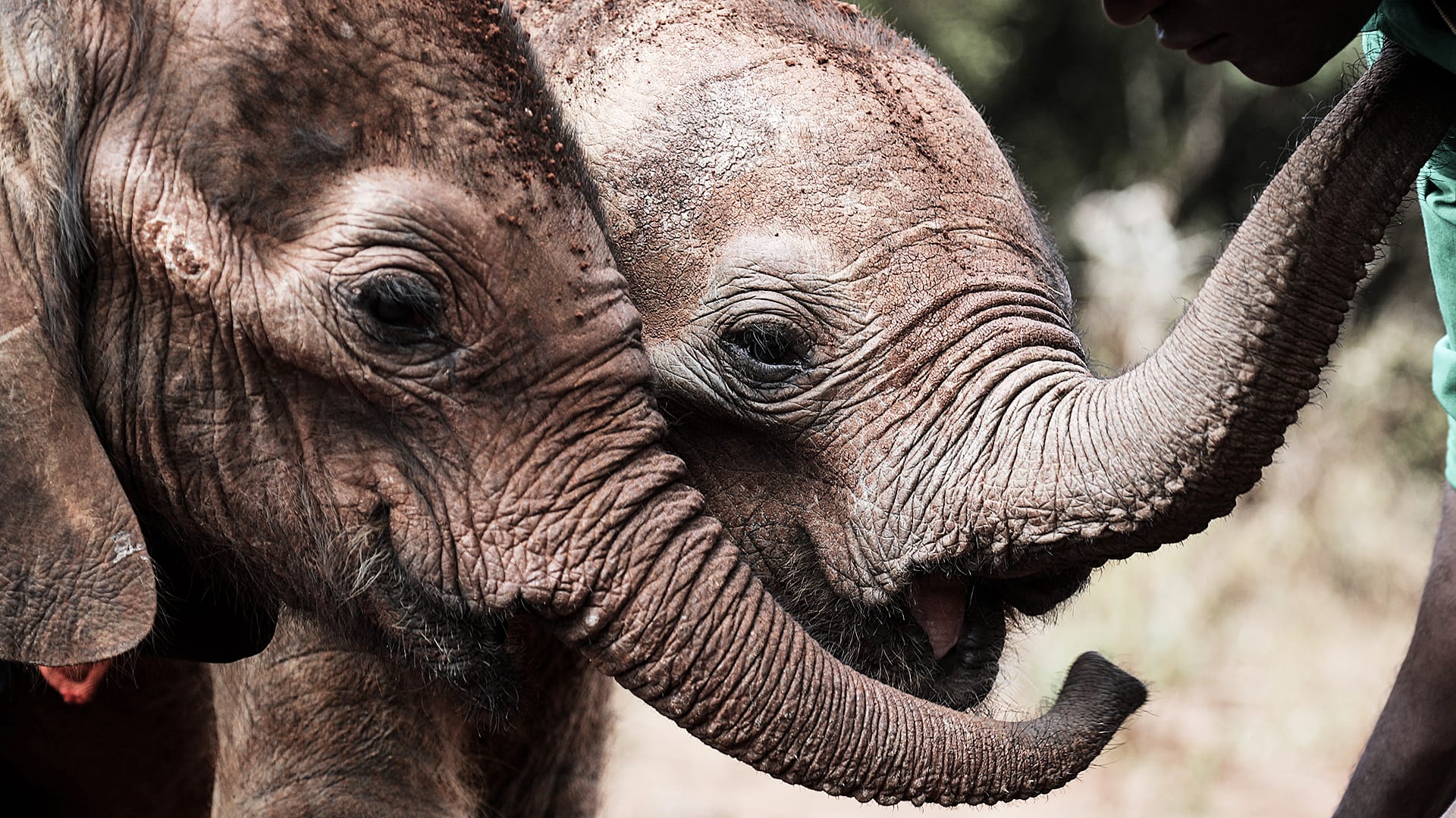 This Website Translates English Into "Elephant" - Fast Company