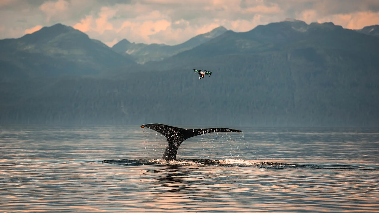 How Drone Technology Is Helping Scientific Wildlife Research In The ...