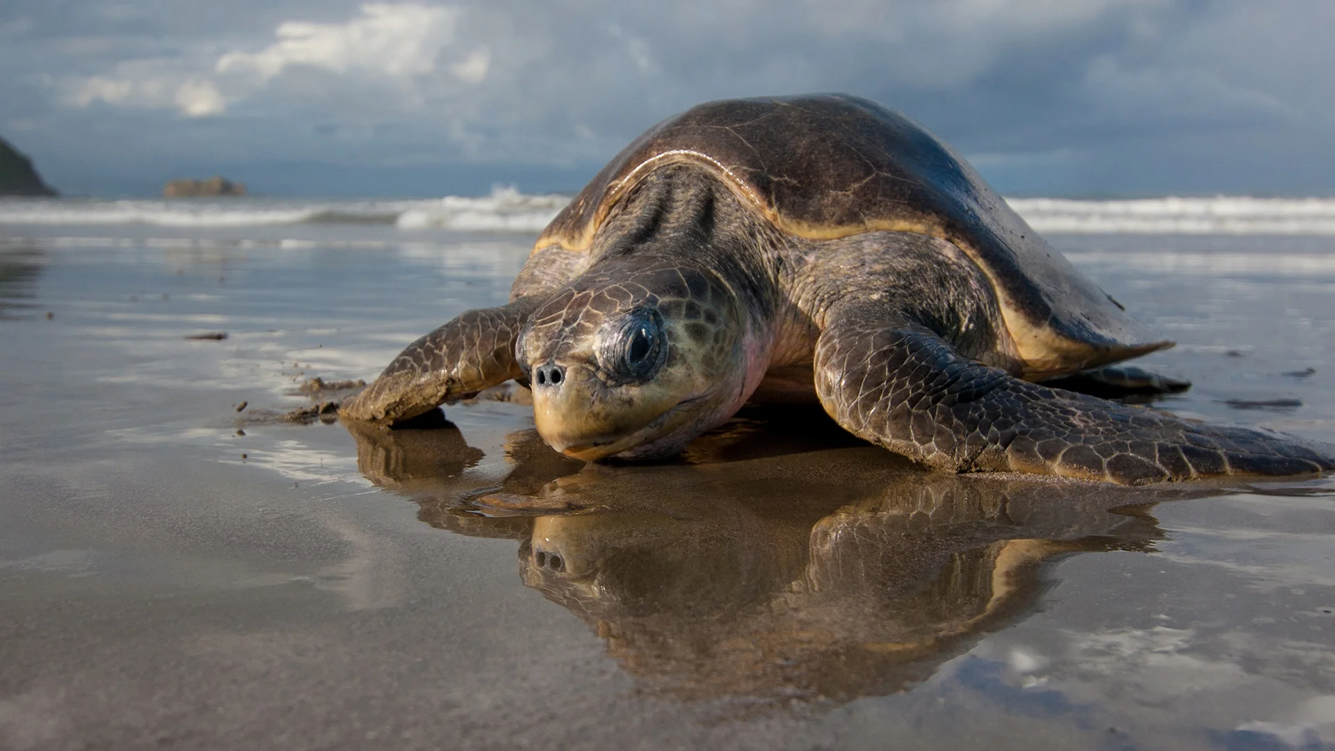 These Fake GPS-Implanted Sea Turtle Eggs Will Help Track Poachers ...