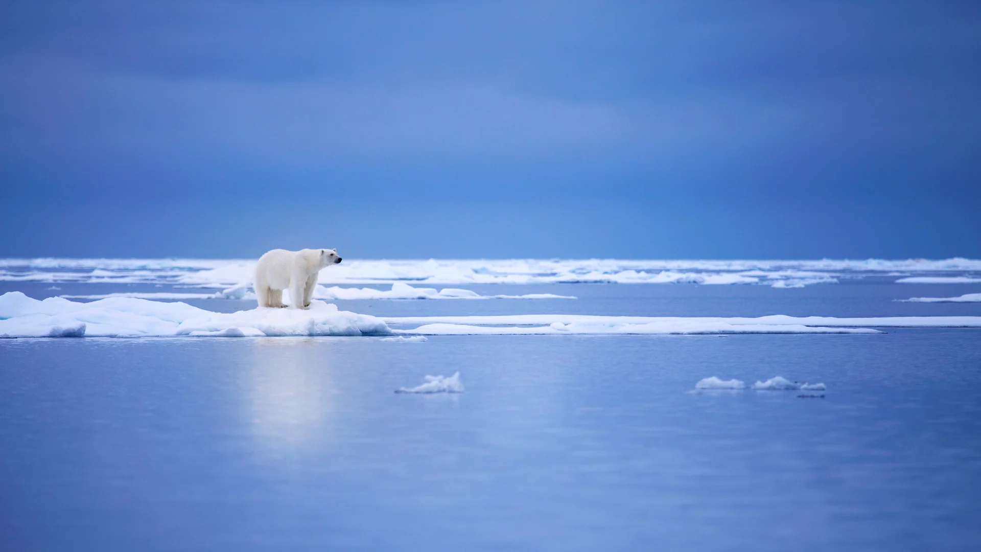 Sorry Santa, the Arctic may never be frozen again - Fast Company