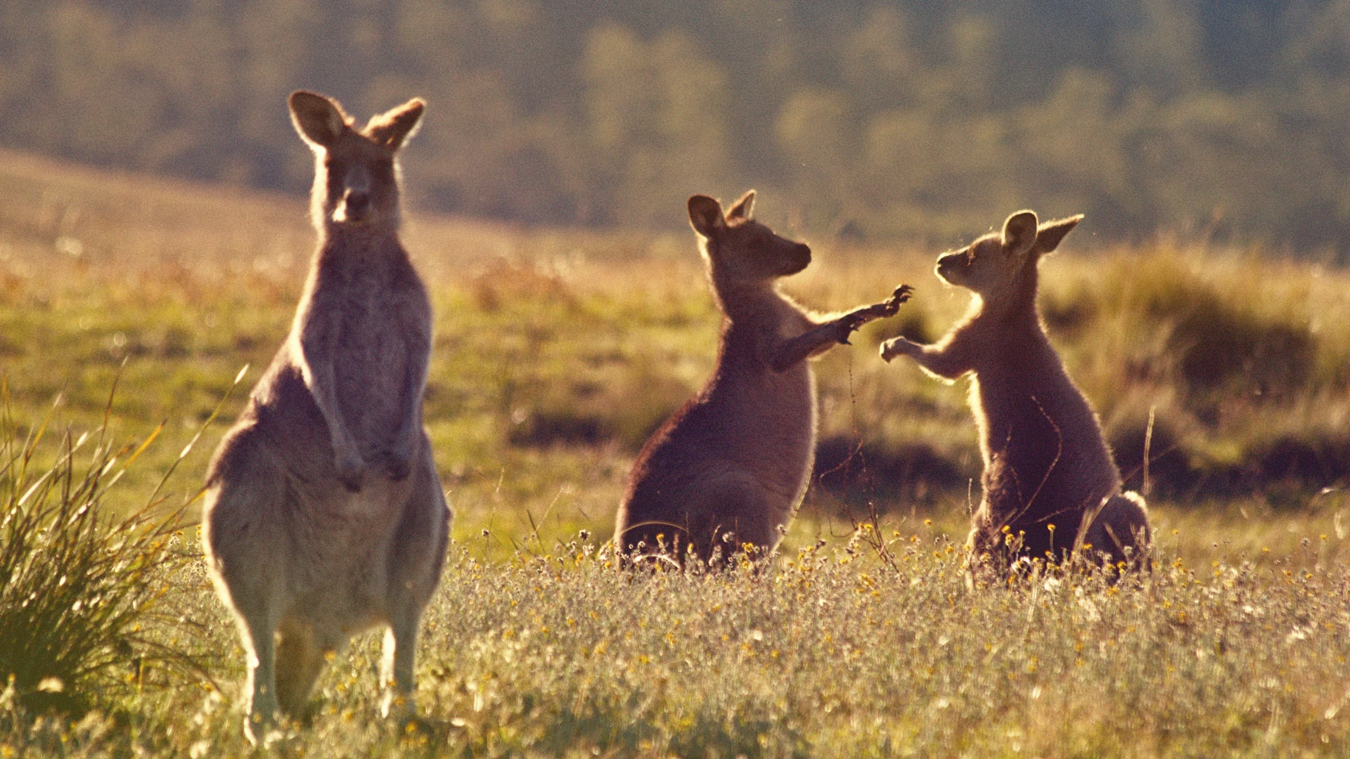 How To Turn Conflict Into A Communication Tool - Fast Company