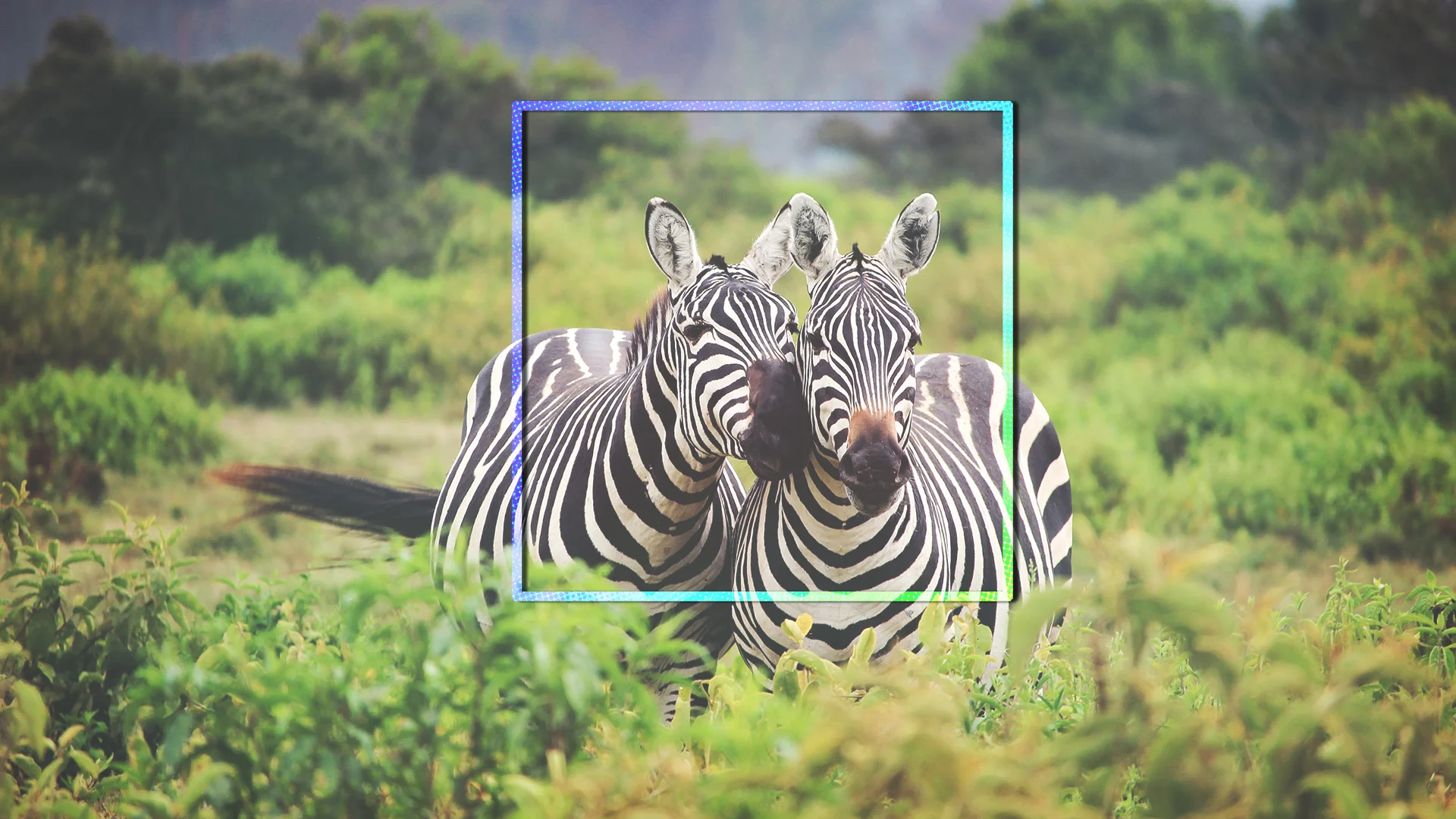 The world's animals are getting their very own Facebook - Fast Company