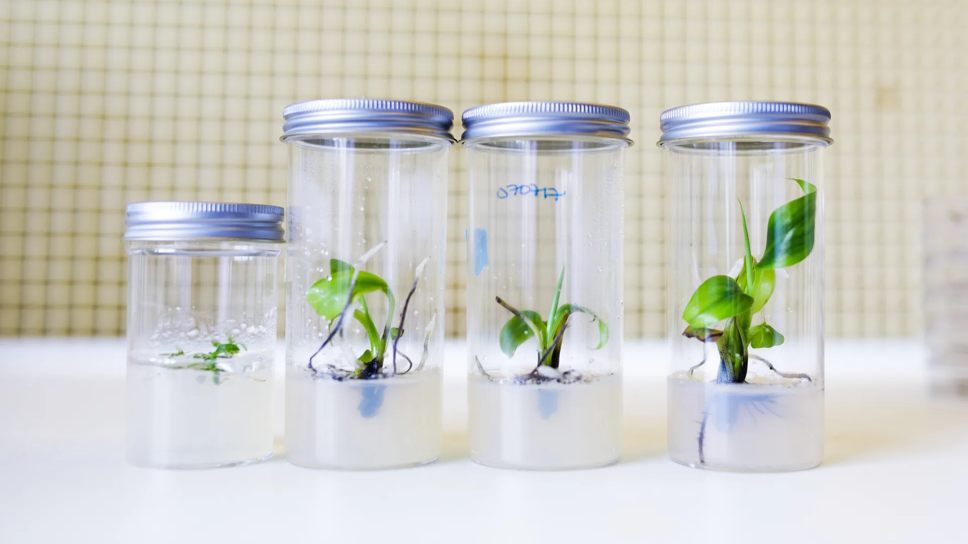 This startup wants to save the banana by editing its genes - Fast Company