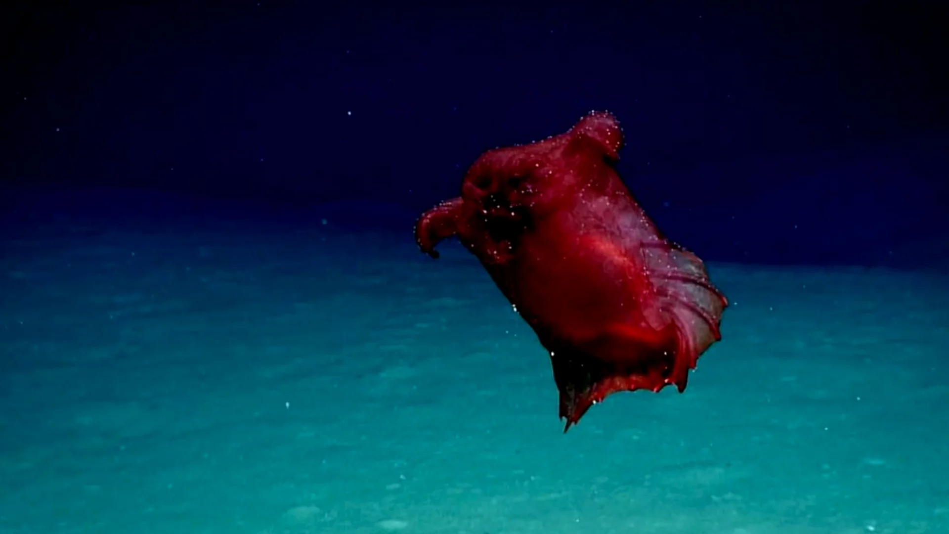 "Headless chicken monster" found swimming in Antarctica - Fast Company