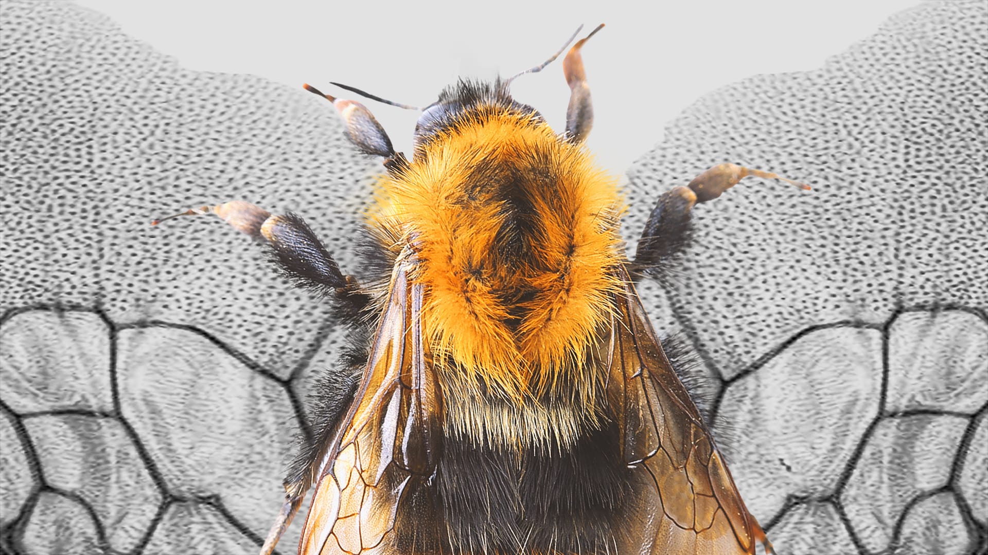 The secret inner life of the bumblebee - Fast Company