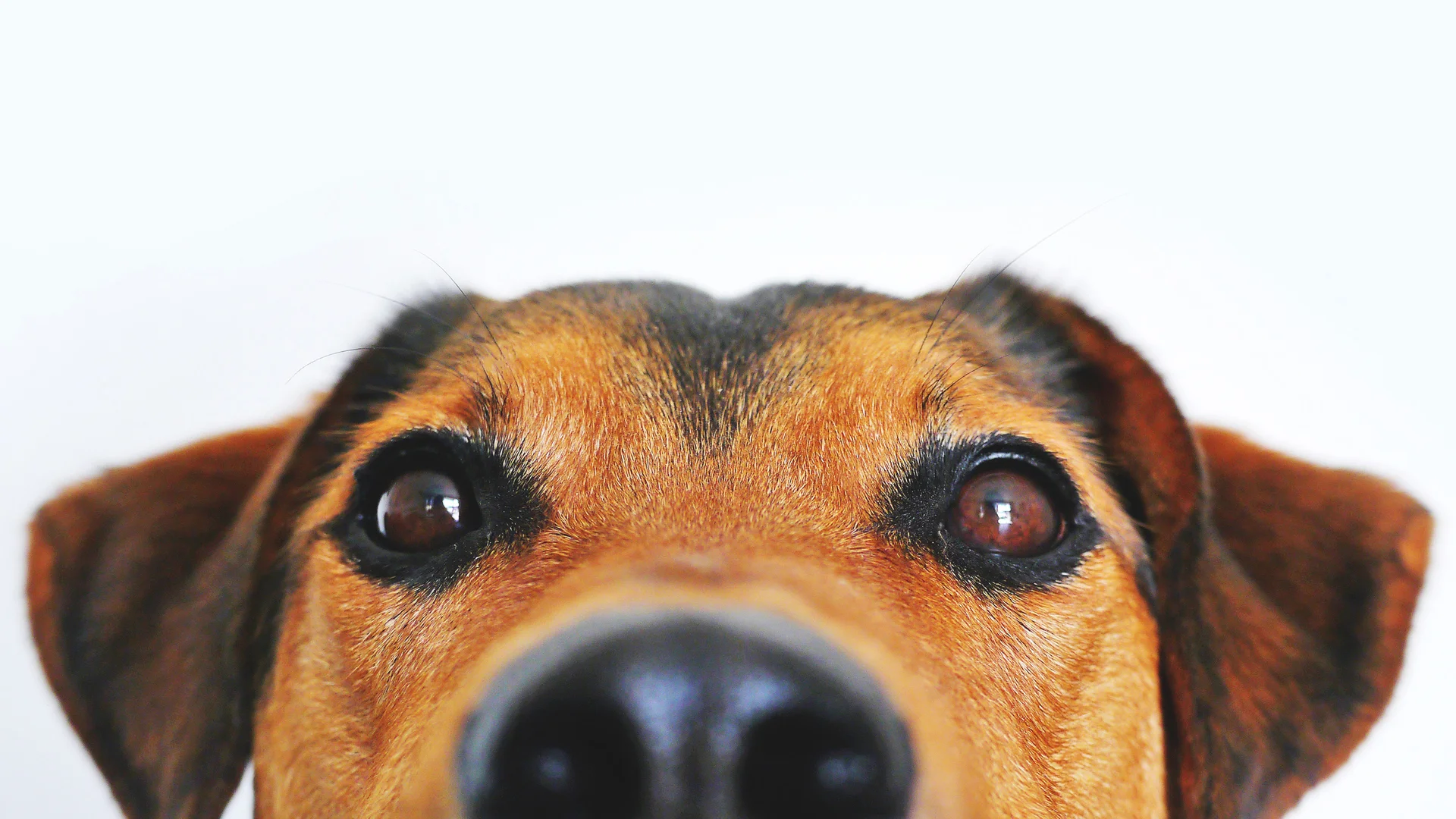 All dogs go to LinkedIn: Are puppy profile pics the solution to hiring ...